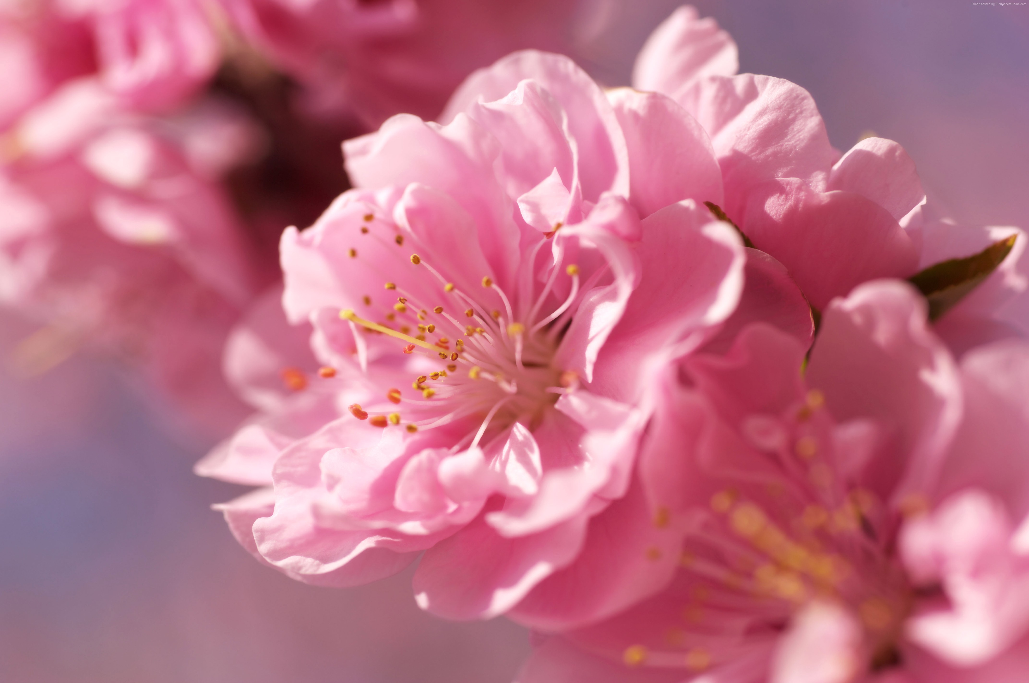 Spring Pink Flower Wallpapers - Wallpaper Cave