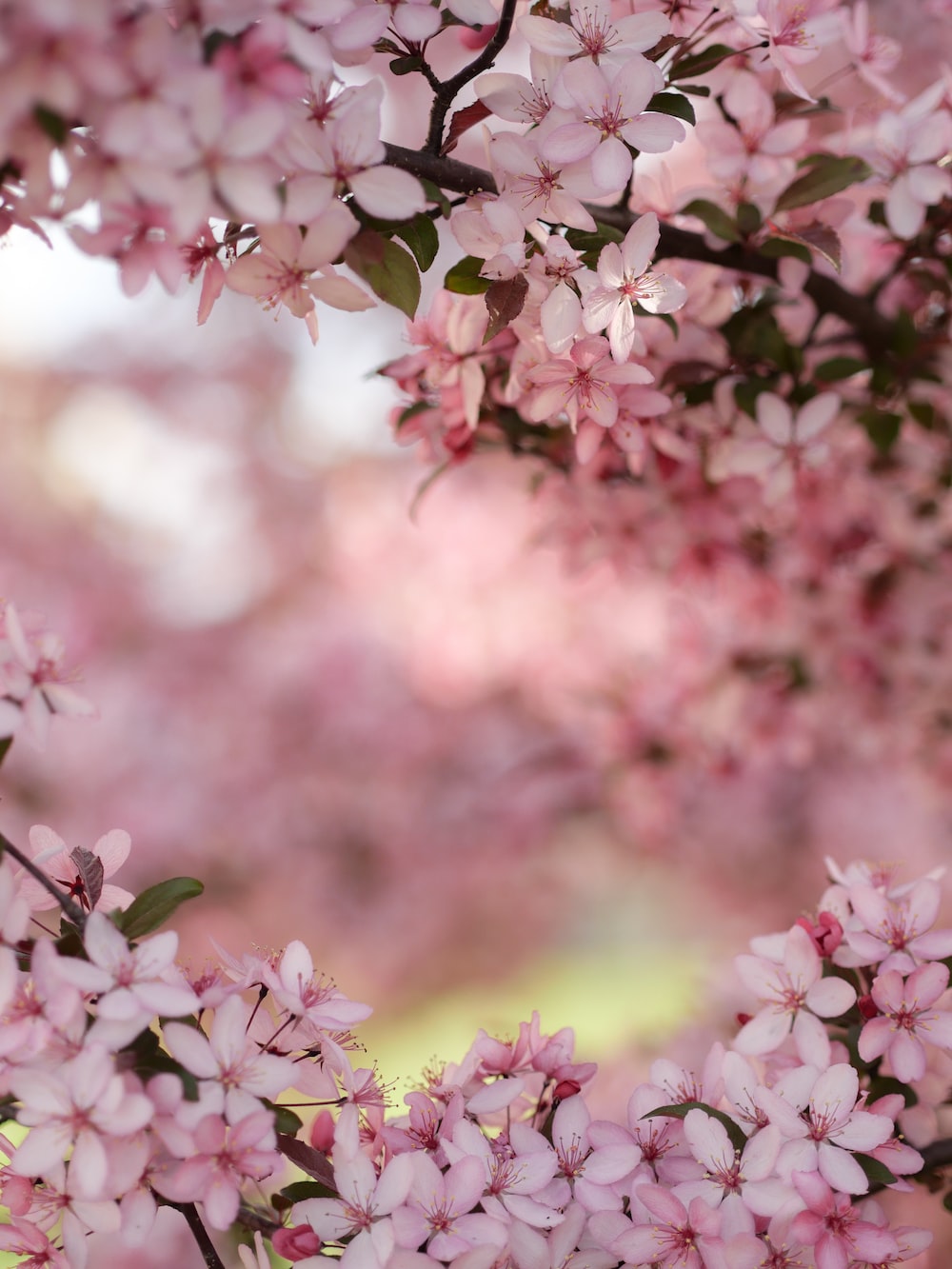 Spring Pink Flower Wallpapers - Wallpaper Cave