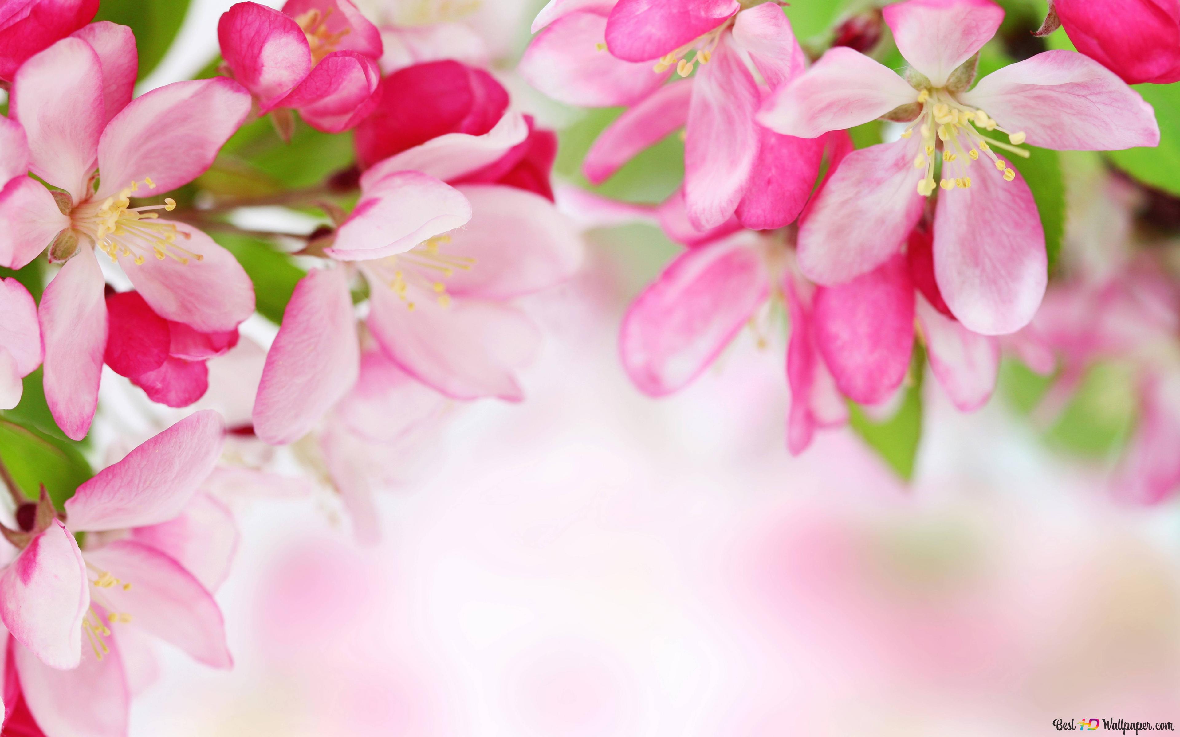 Spring Pink Flower Wallpapers - Wallpaper Cave