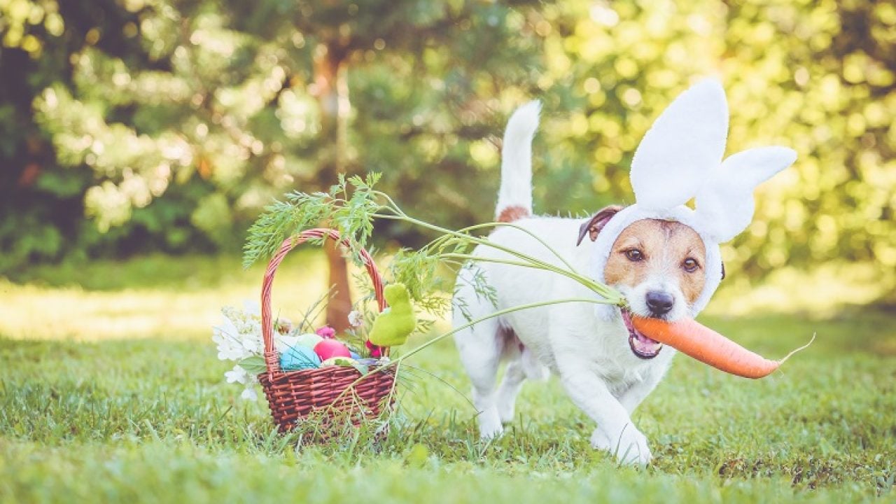 Easter Cute Dog Wallpapers - Wallpaper Cave