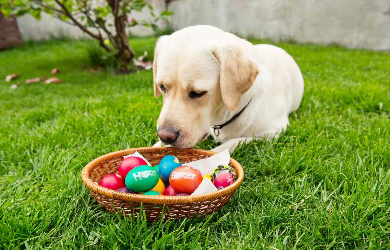 Easter Cute Dog Wallpapers - Wallpaper Cave