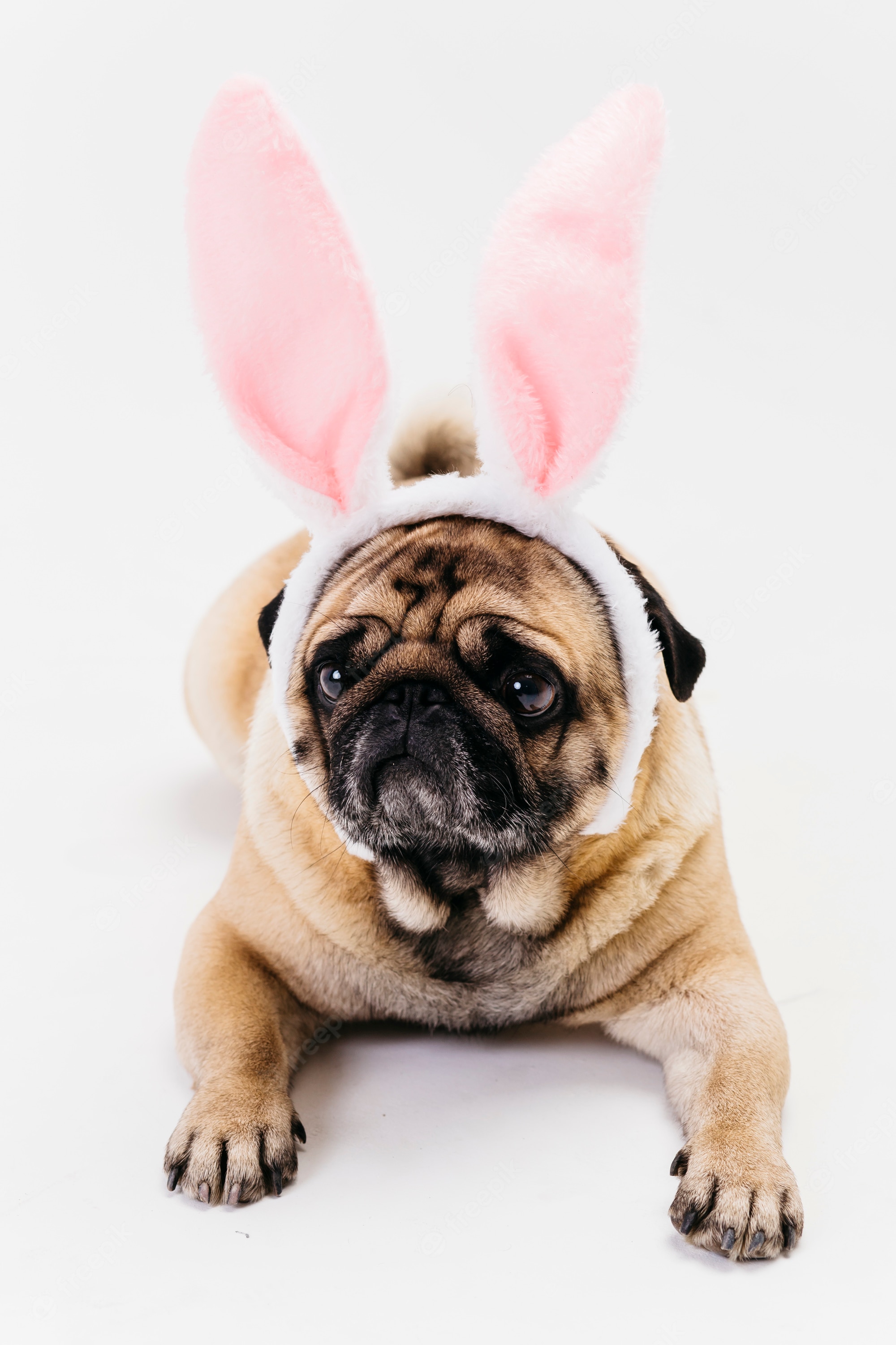 Easter Cute Dog Wallpapers - Wallpaper Cave