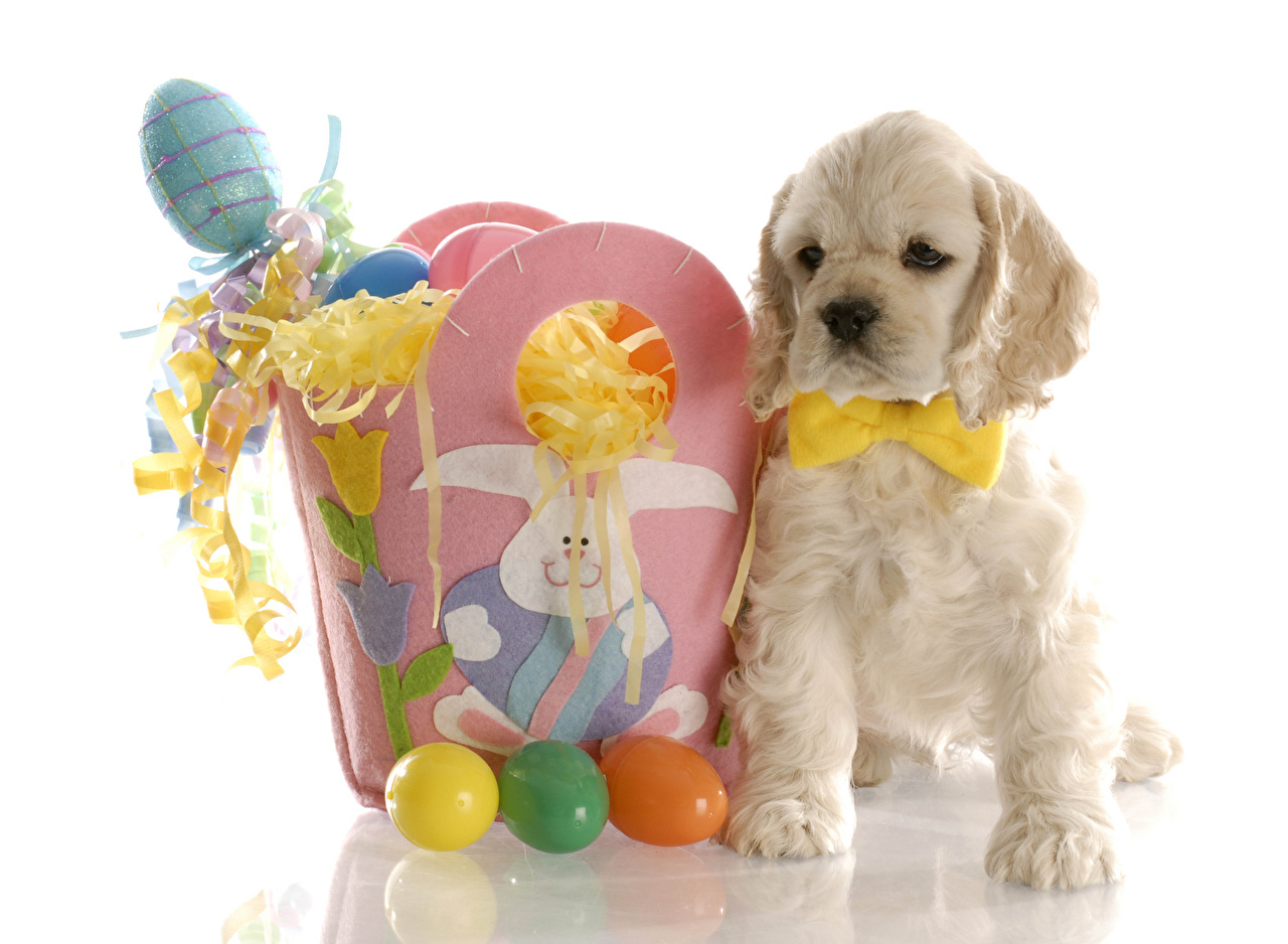 Easter Cute Dog Wallpapers - Wallpaper Cave