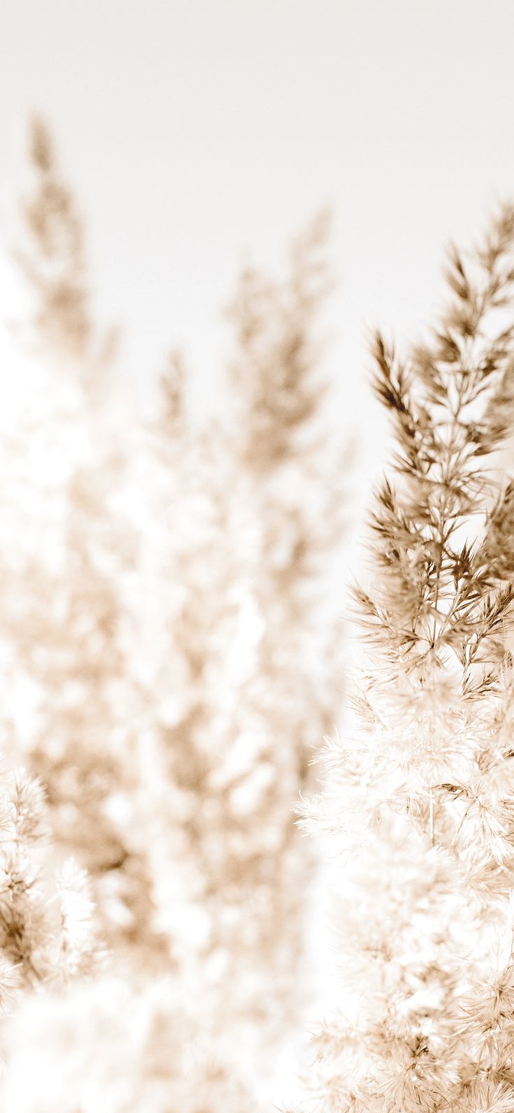 Simple Beige Wallpapers - Wallpaper Cave