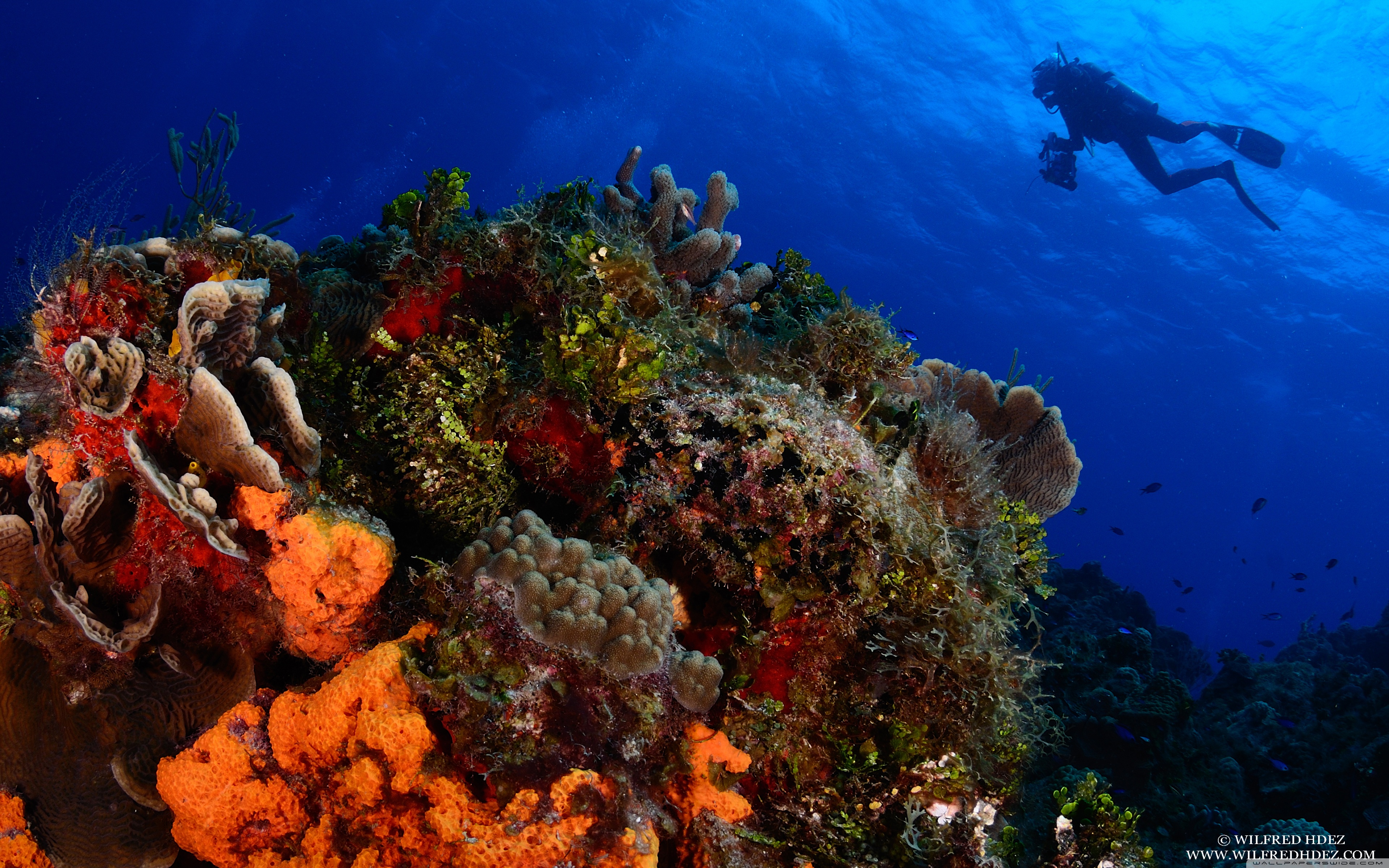 Scuba Diver 4k Wallpapers - Wallpaper Cave