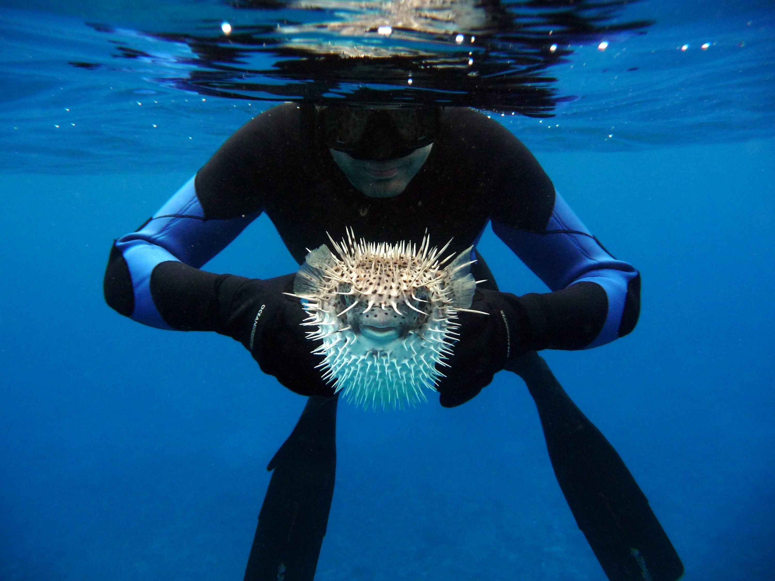 Scuba Diver 4k Wallpapers - Wallpaper Cave