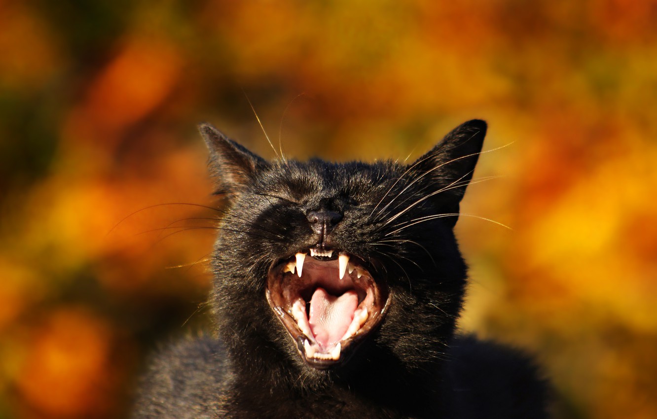 Cat Meowing Wallpapers - Wallpaper Cave