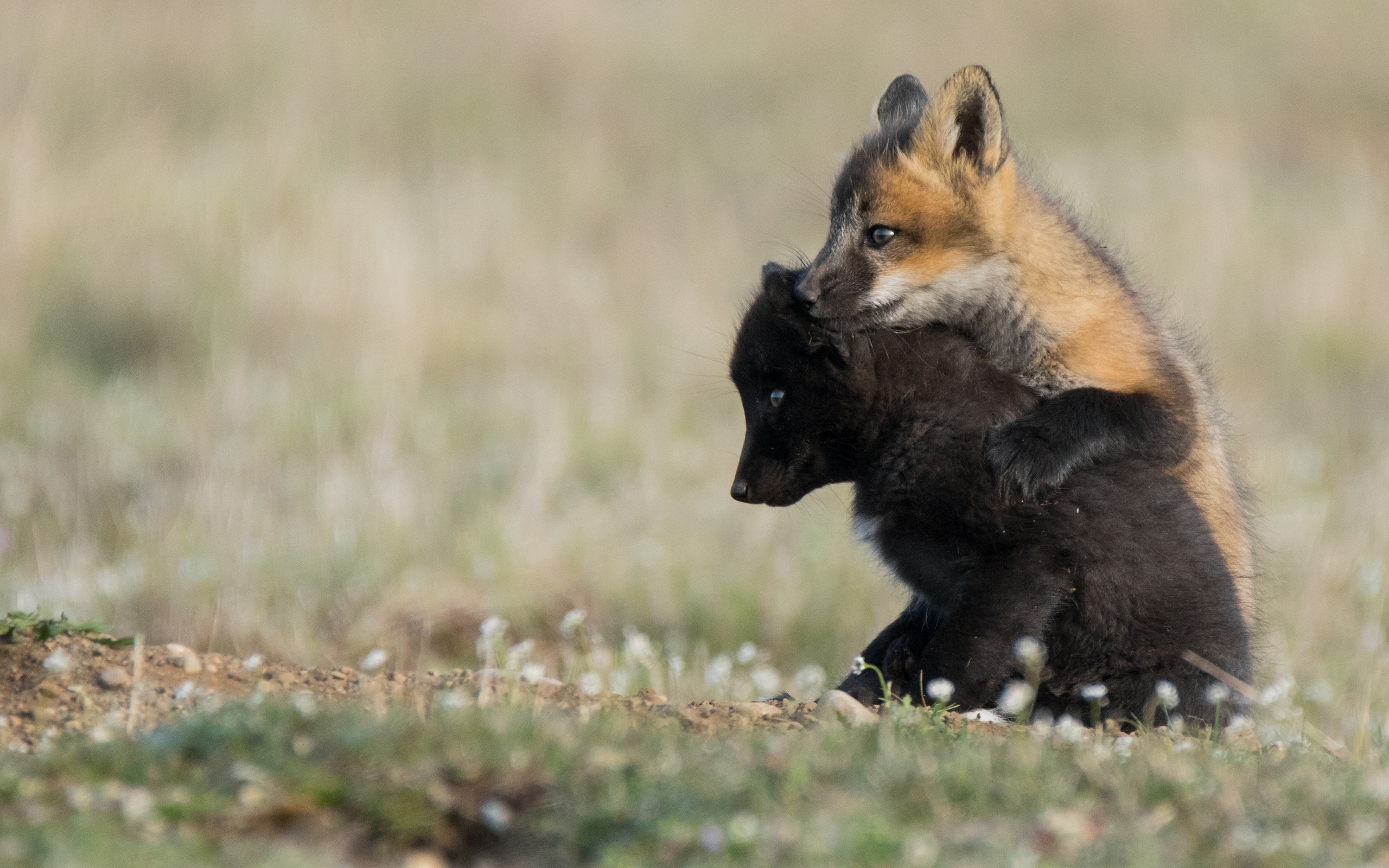 Black Fox Cub Wallpapers - Wallpaper Cave