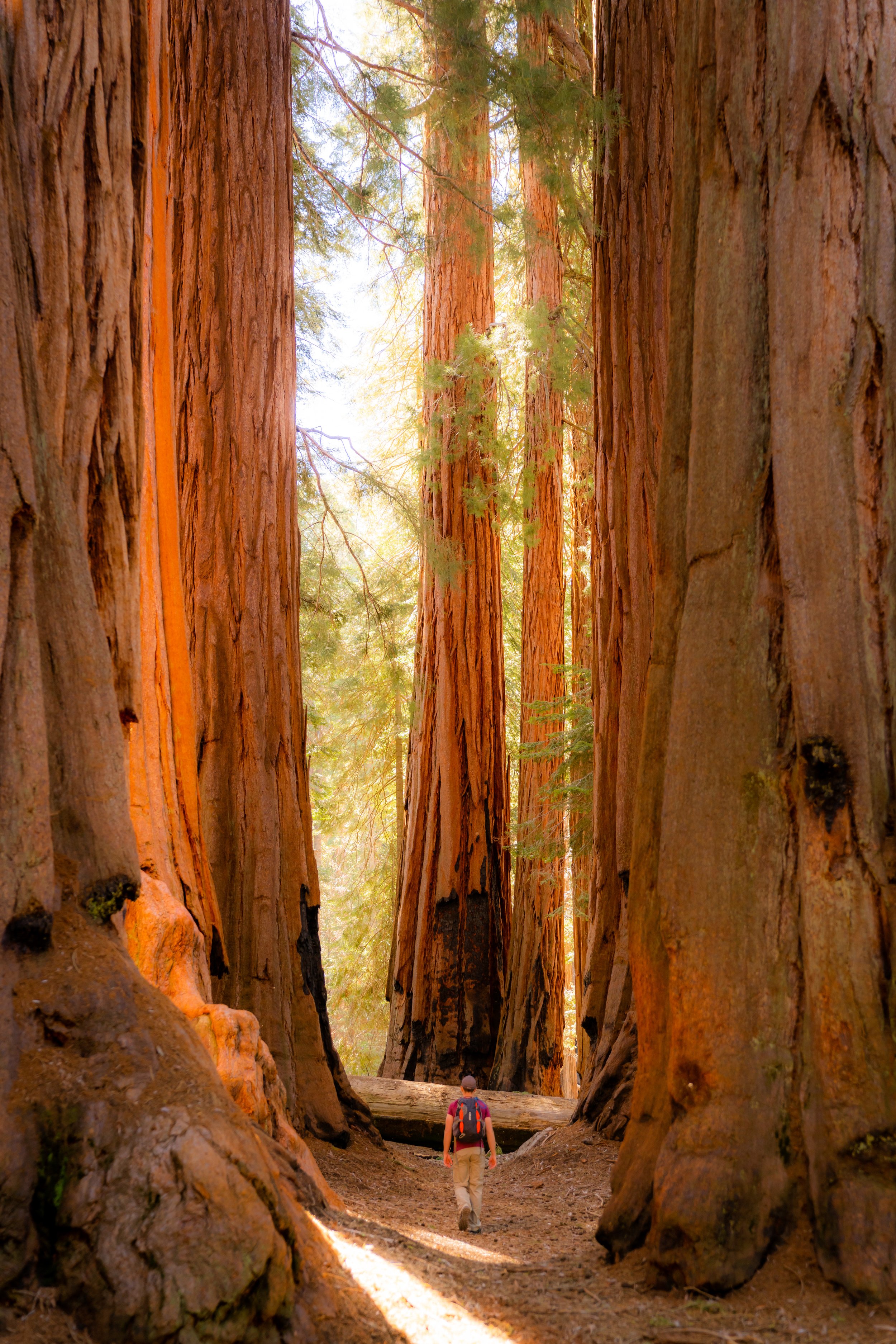Sequoia National Forest California Wallpapers - Wallpaper Cave