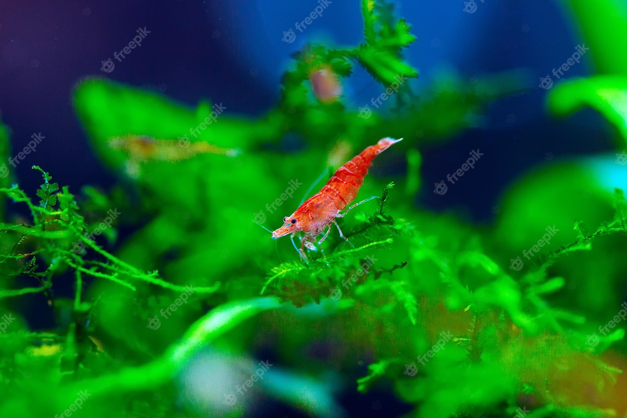 Cherry Shrimp Wallpapers - Wallpaper Cave