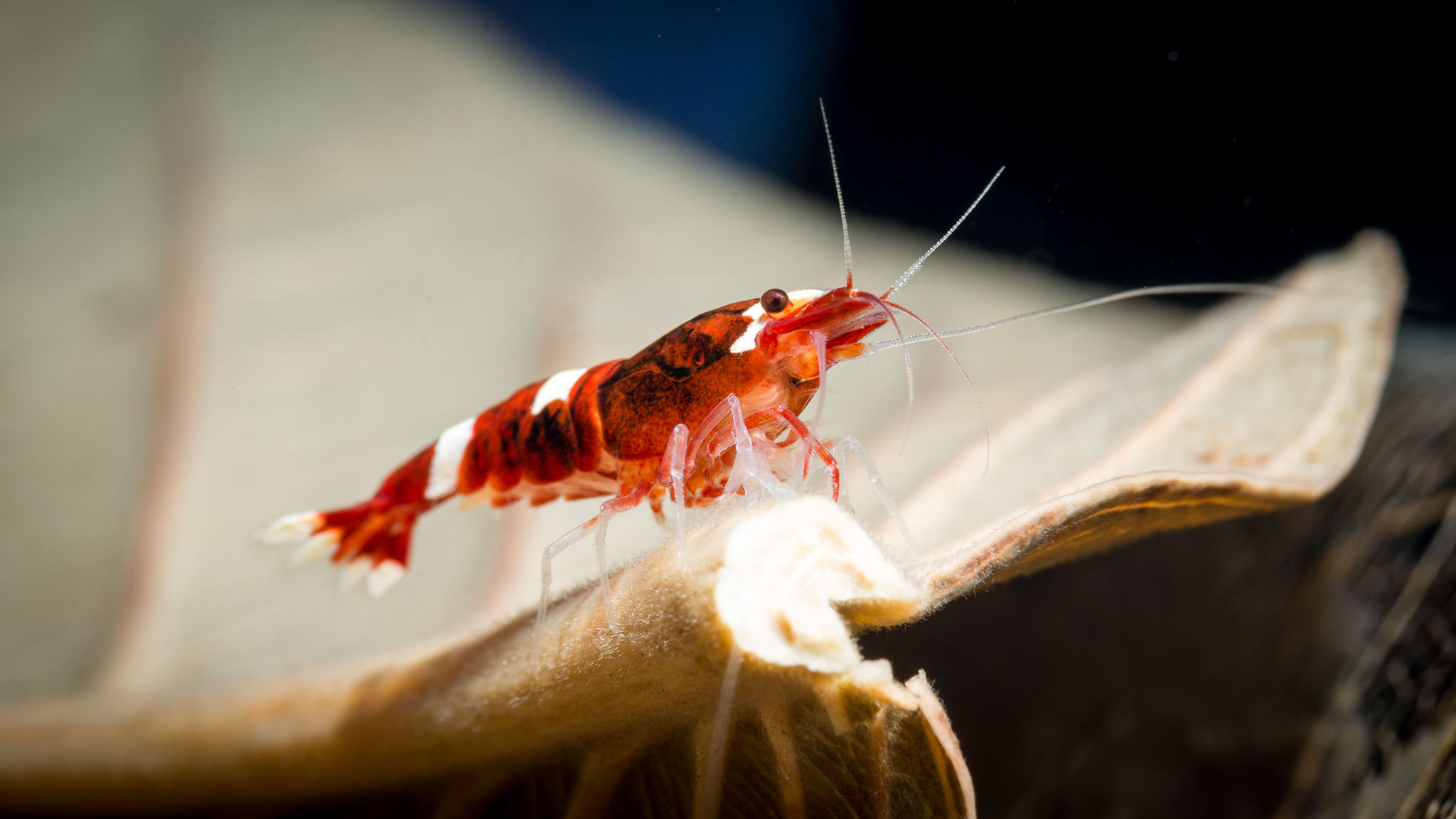 Cherry Shrimp Wallpapers - Wallpaper Cave