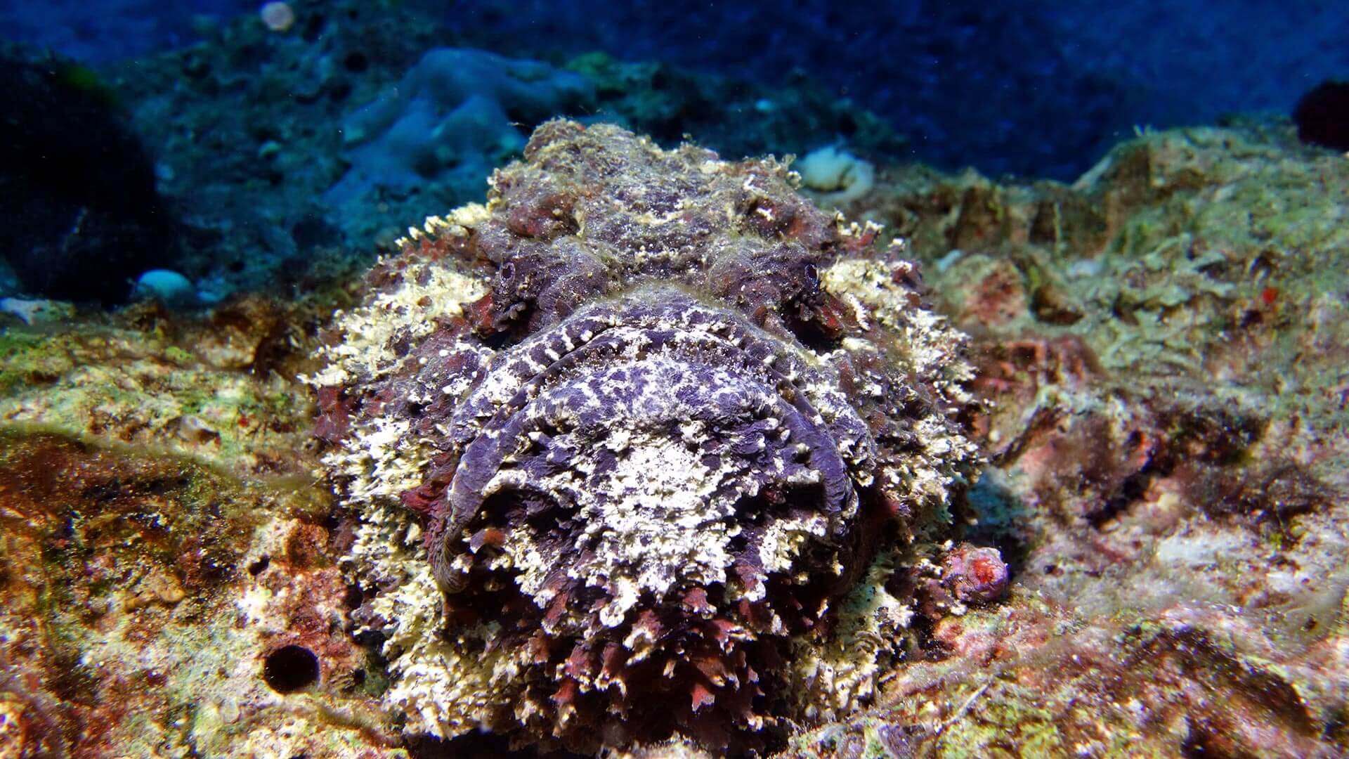 Stonefish Wallpapers - Wallpaper Cave