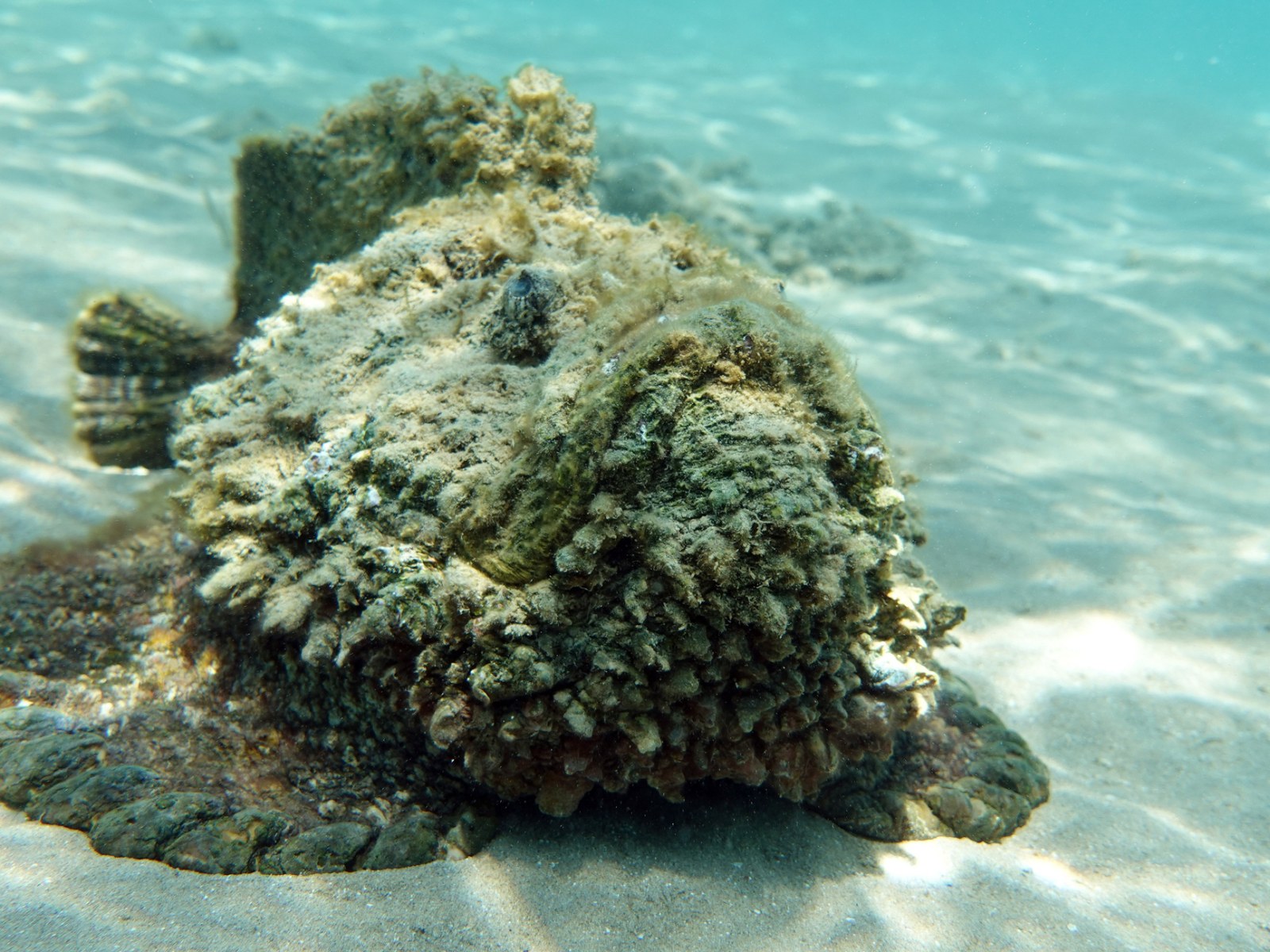 Stonefish Wallpapers - Wallpaper Cave