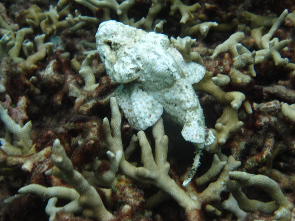 Stonefish Wallpapers - Wallpaper Cave