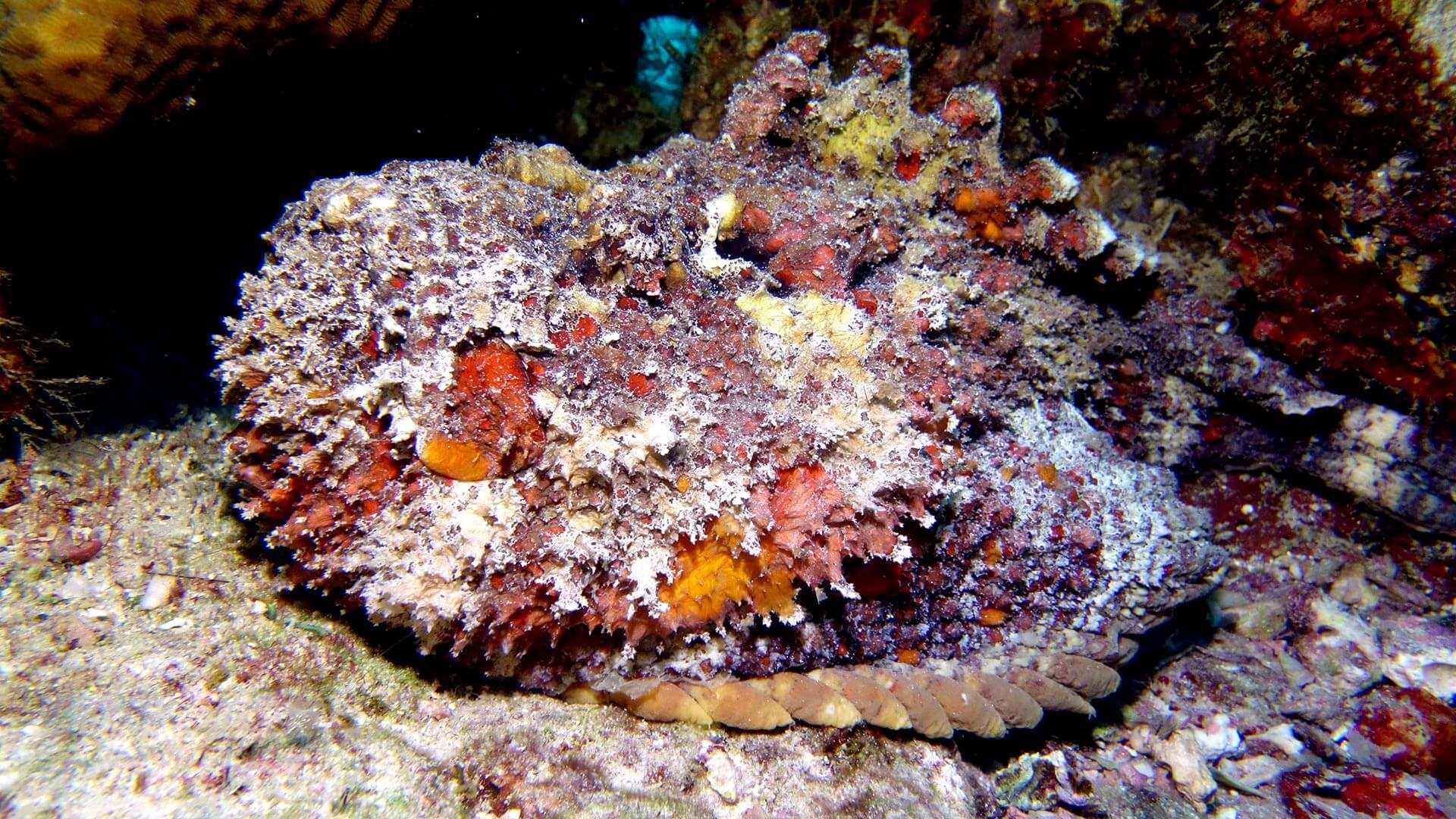 Stonefish Wallpapers - Wallpaper Cave