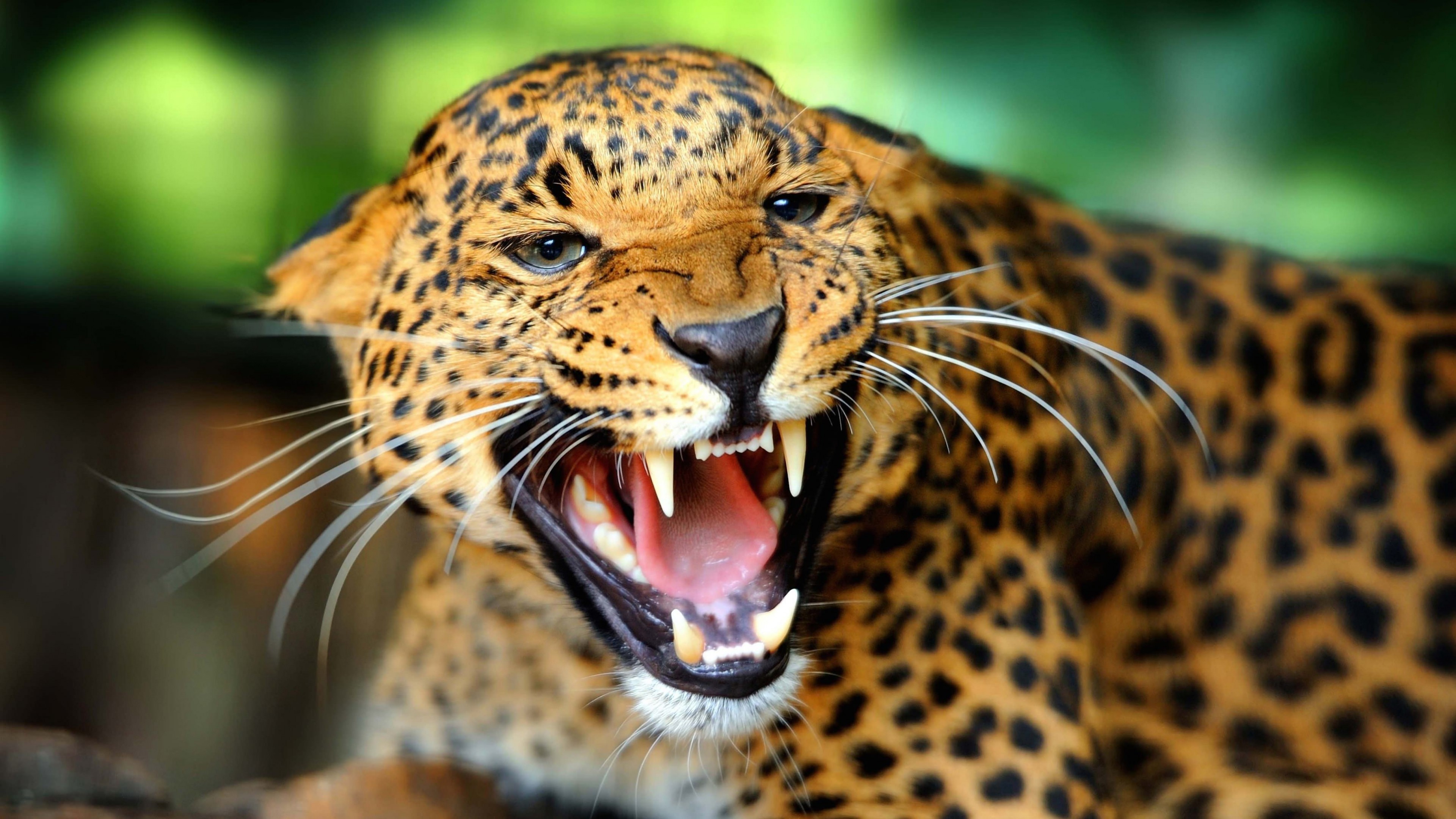 Leopard 4k Wallpapers - Wallpaper Cave
