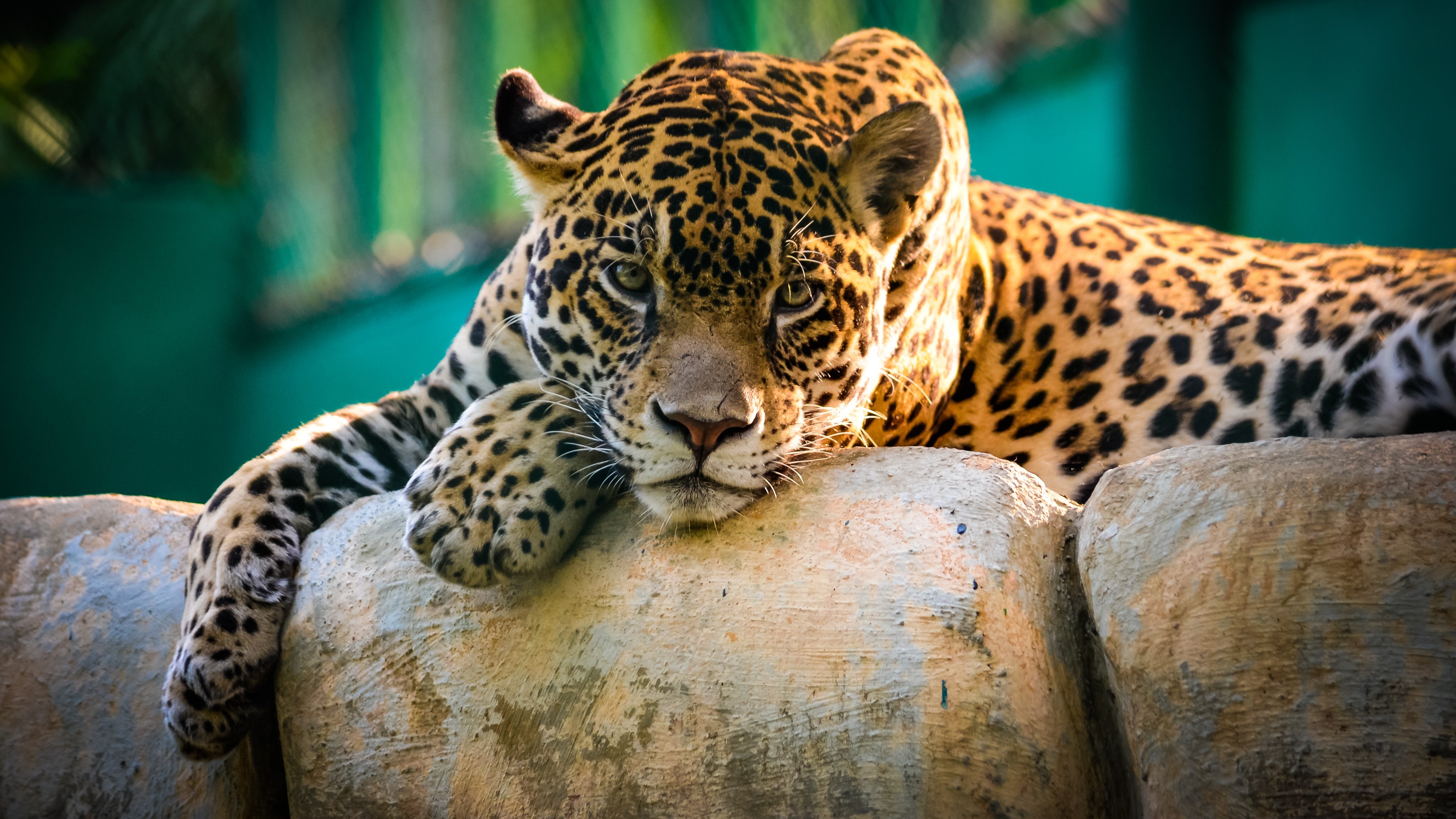 Leopard 4k Wallpapers - Wallpaper Cave