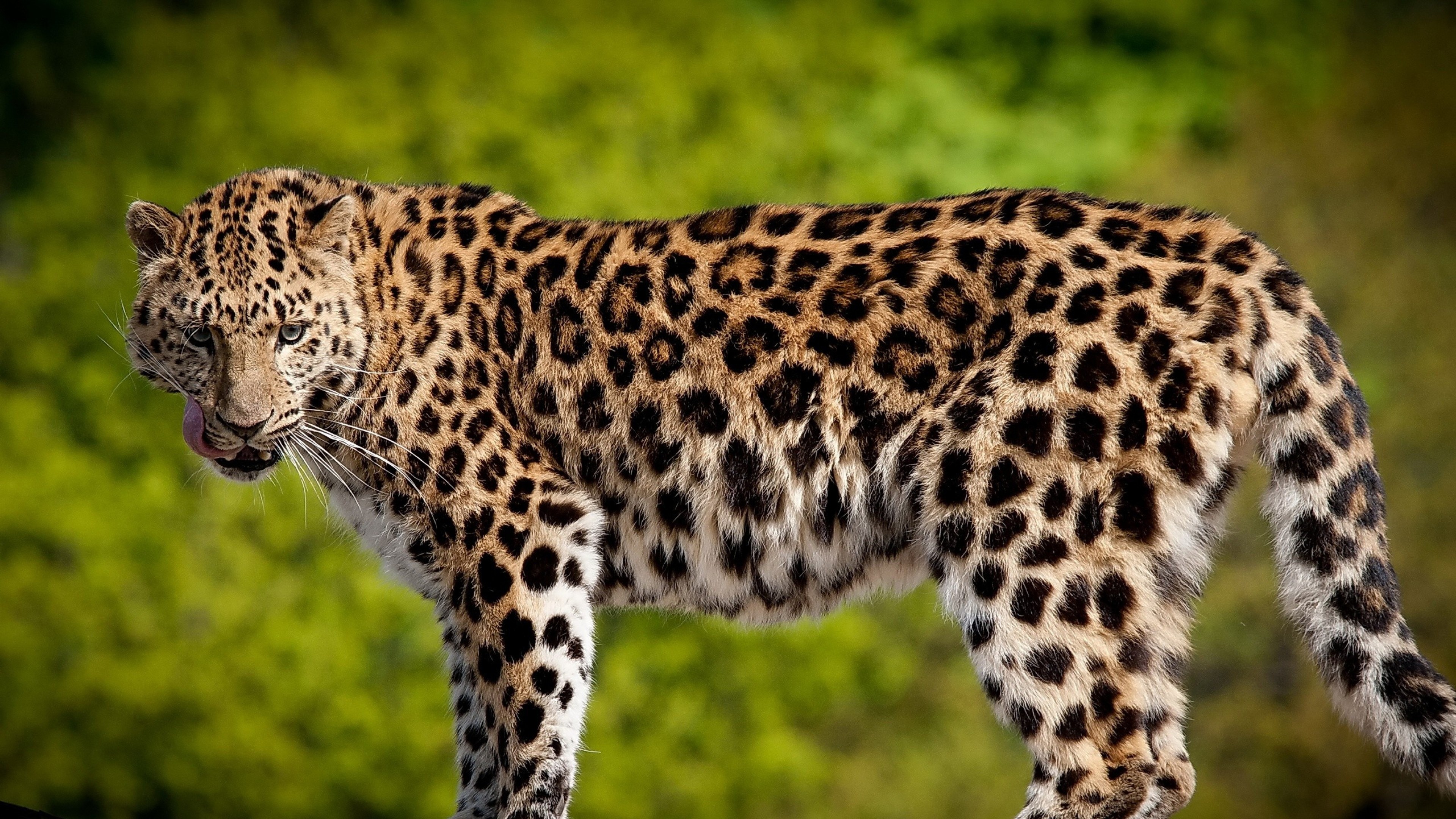 Leopard 4k Wallpapers - Wallpaper Cave