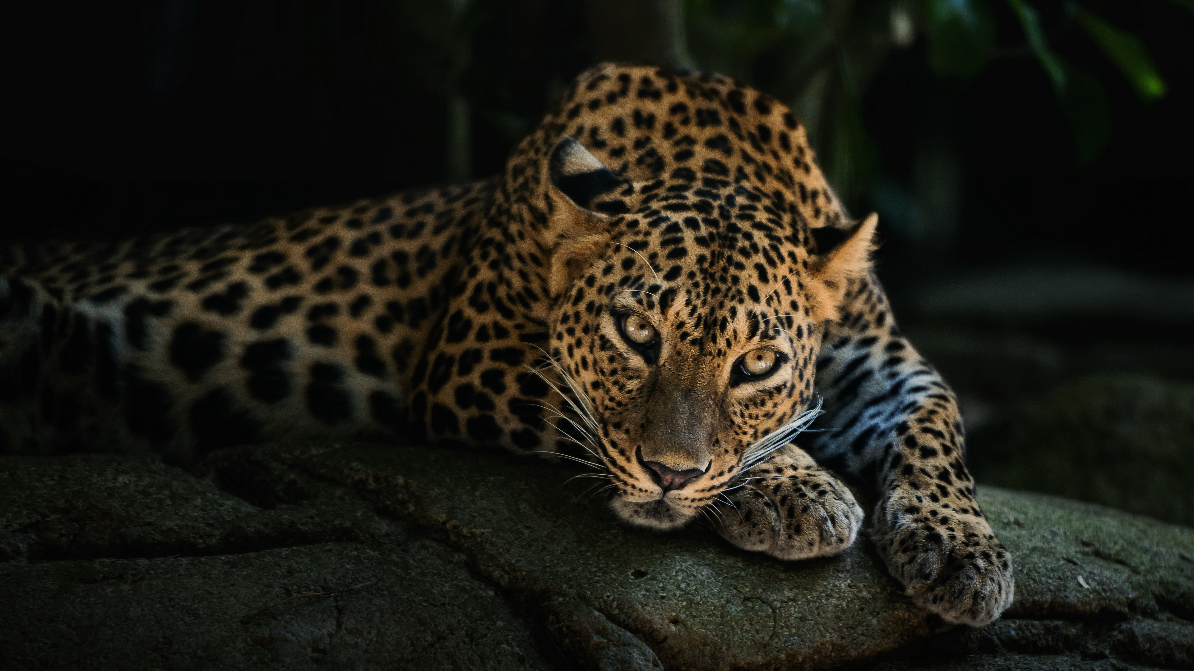 Leopard 4k Wallpapers - Wallpaper Cave