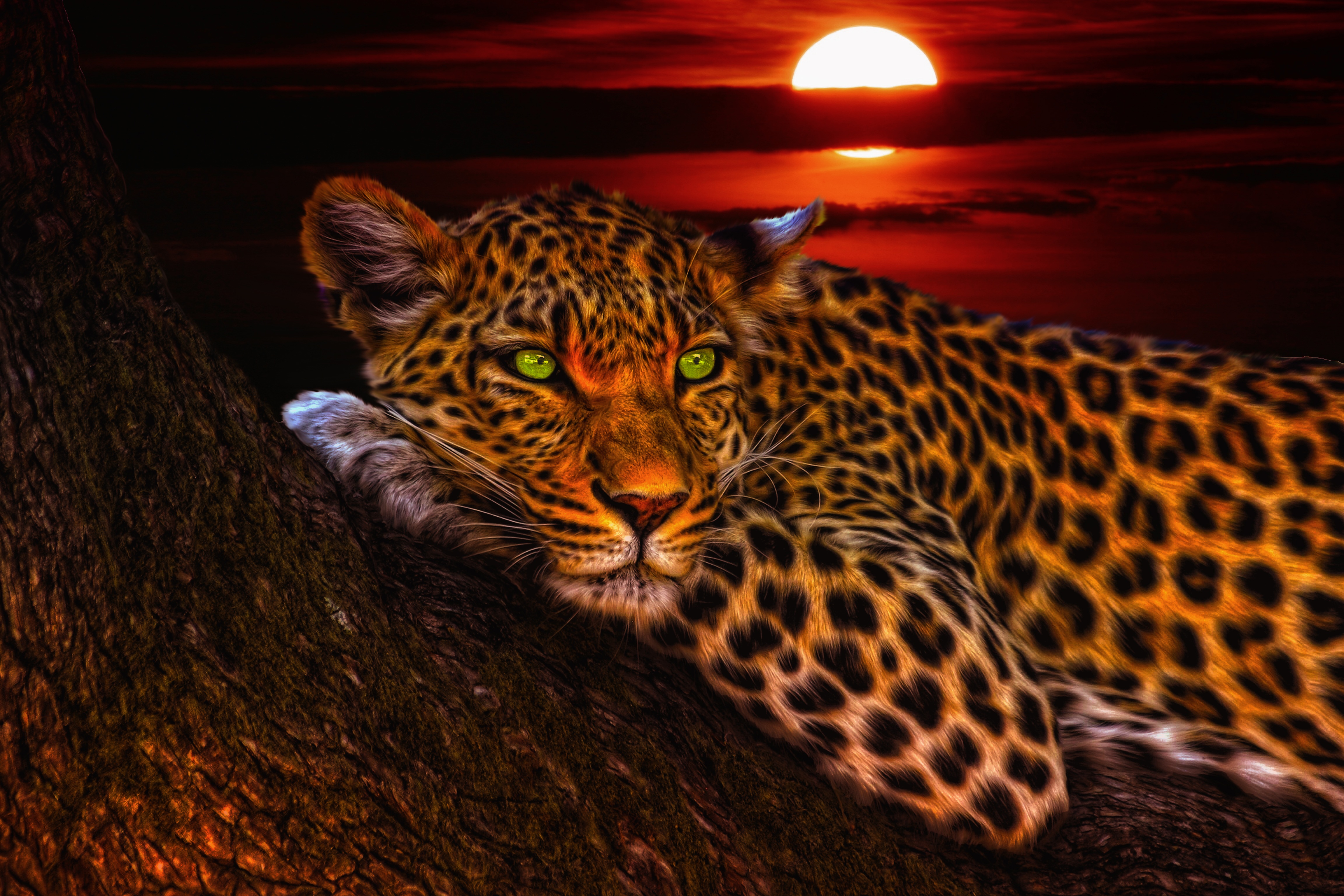 Leopard 4k Wallpapers - Wallpaper Cave