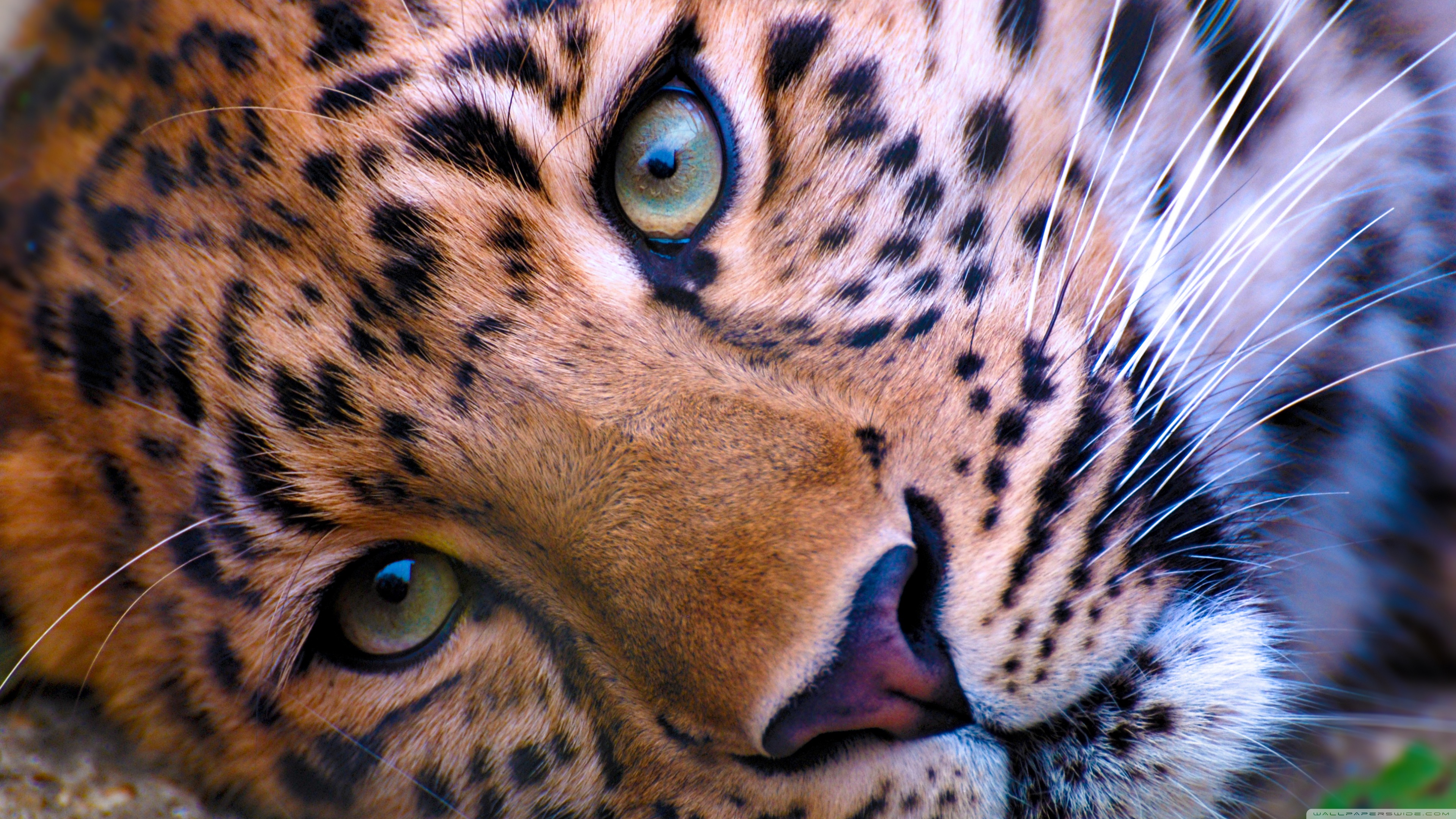 Leopard 4k Wallpapers - Wallpaper Cave