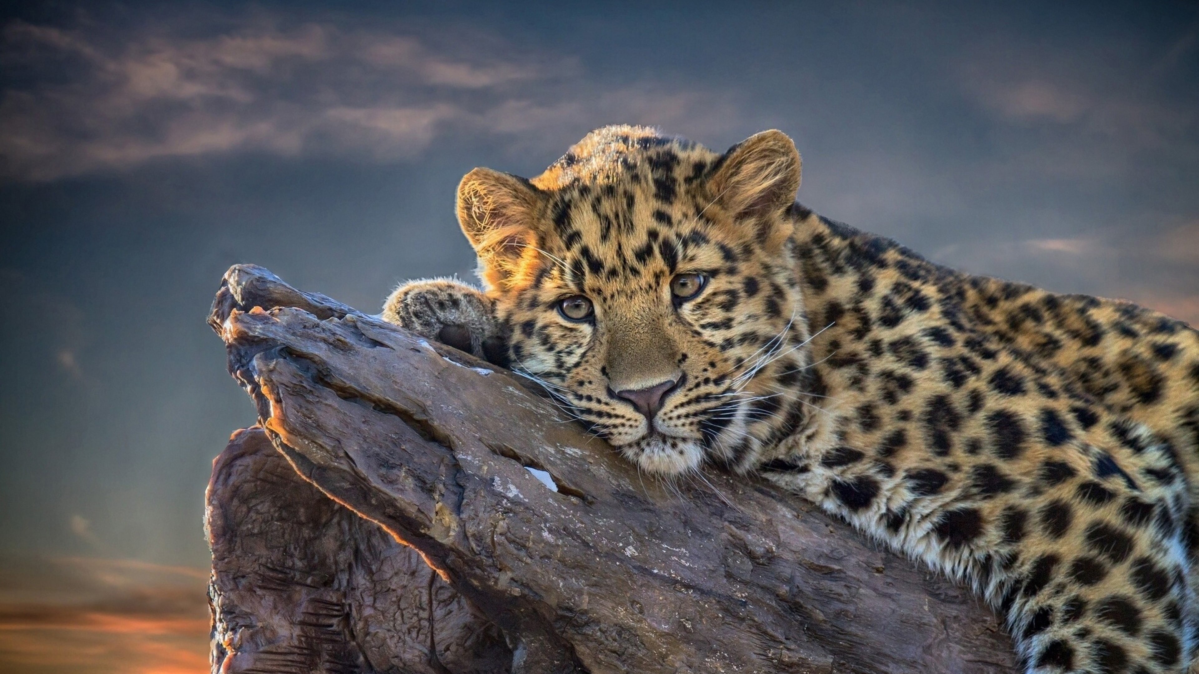 Leopard 4k Wallpapers - Wallpaper Cave