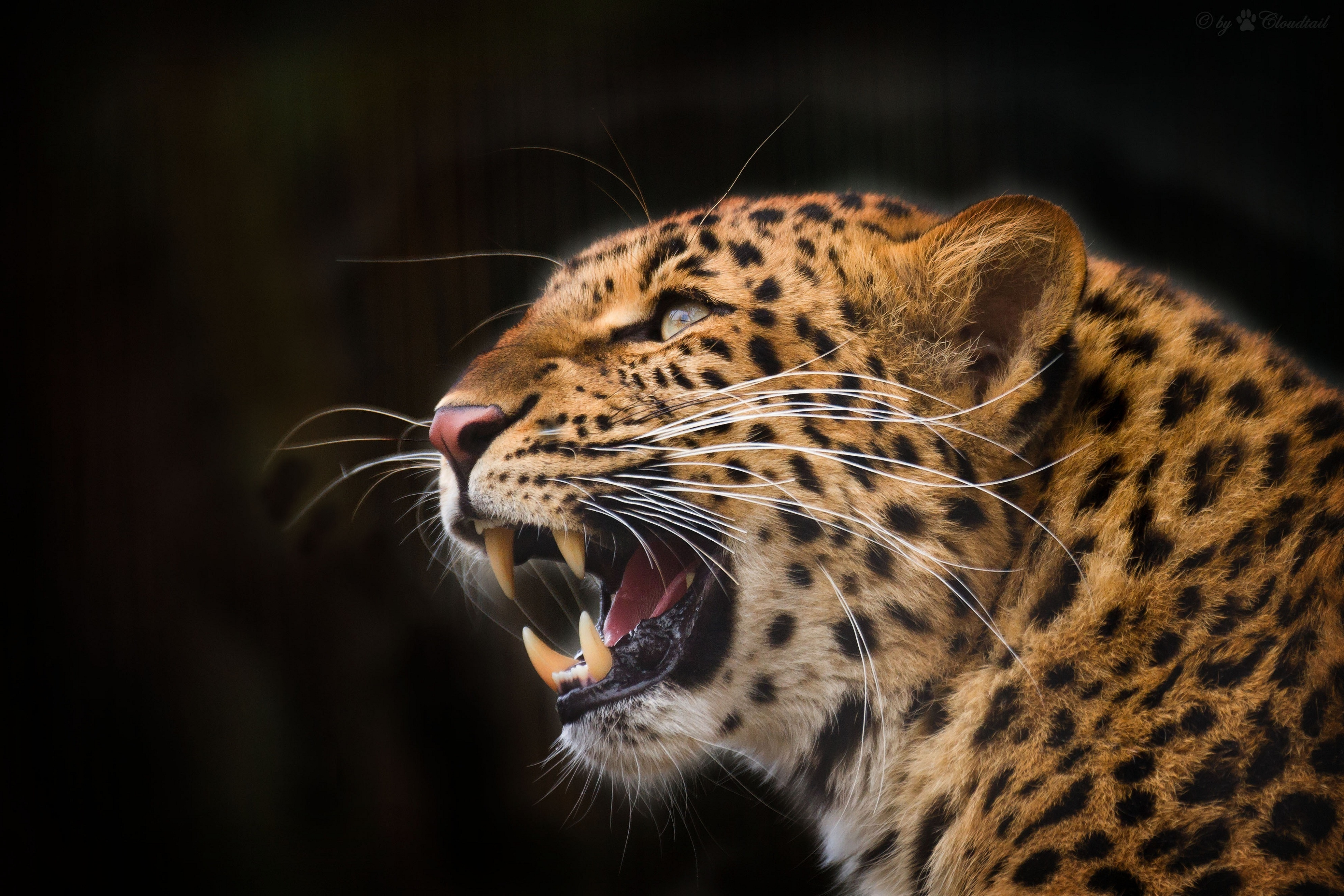 Leopard 4k Wallpapers - Wallpaper Cave