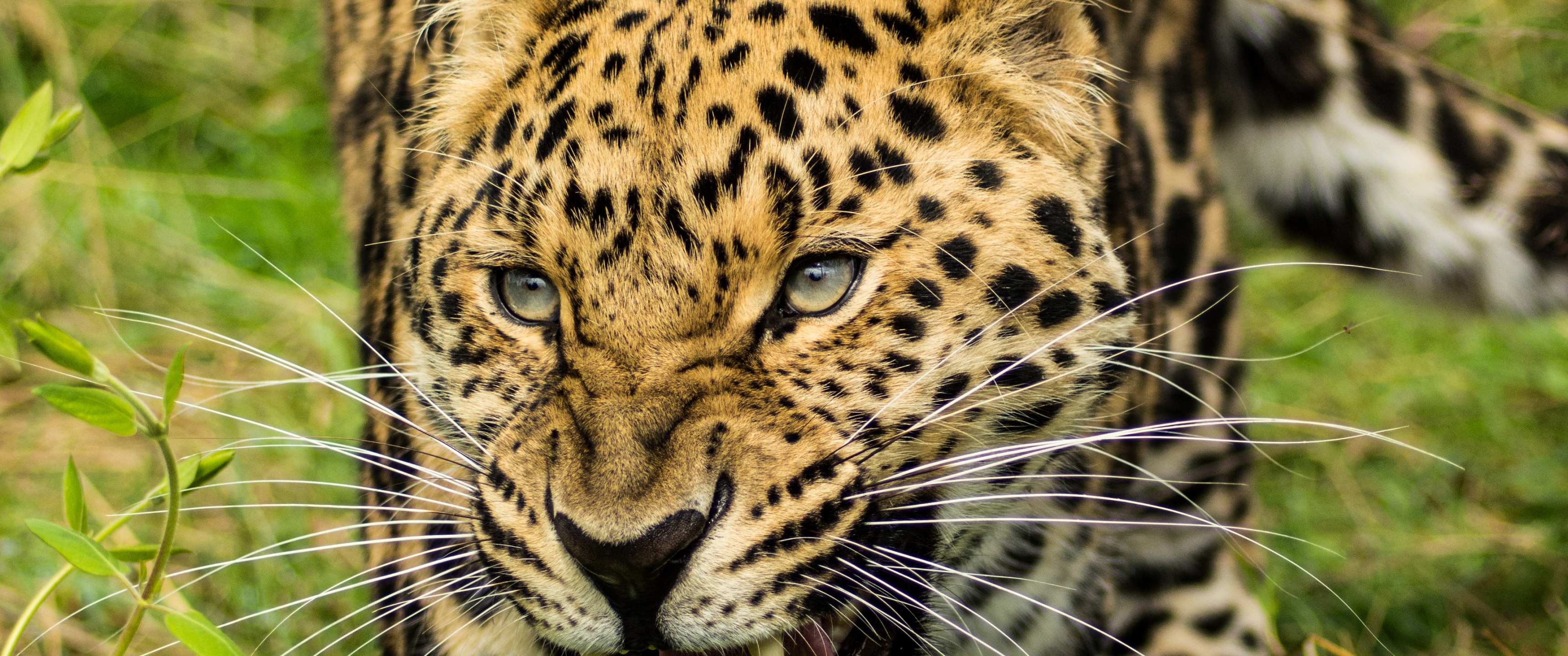 Leopard 4k Wallpapers - Wallpaper Cave
