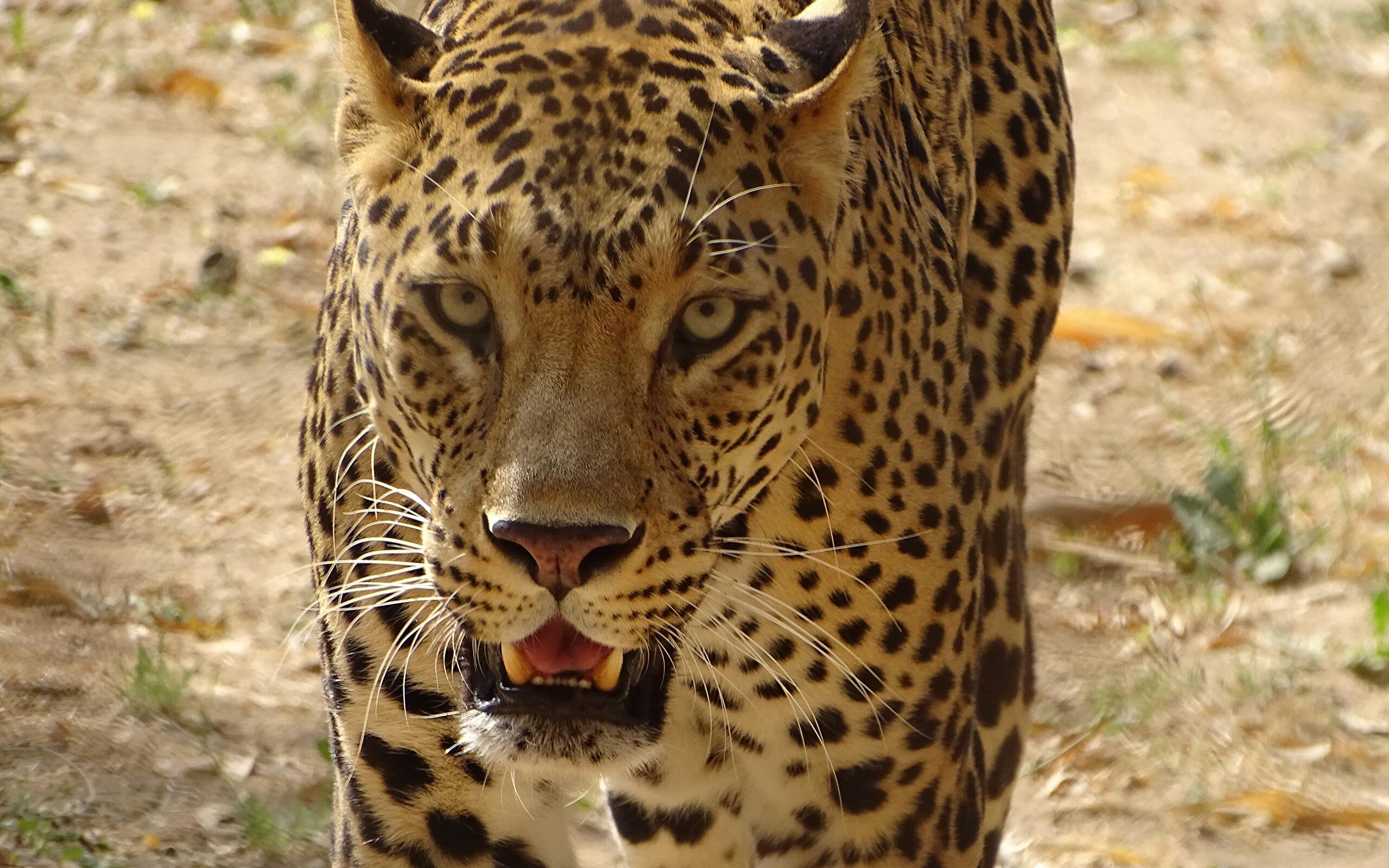 Leopard 4k Wallpapers - Wallpaper Cave