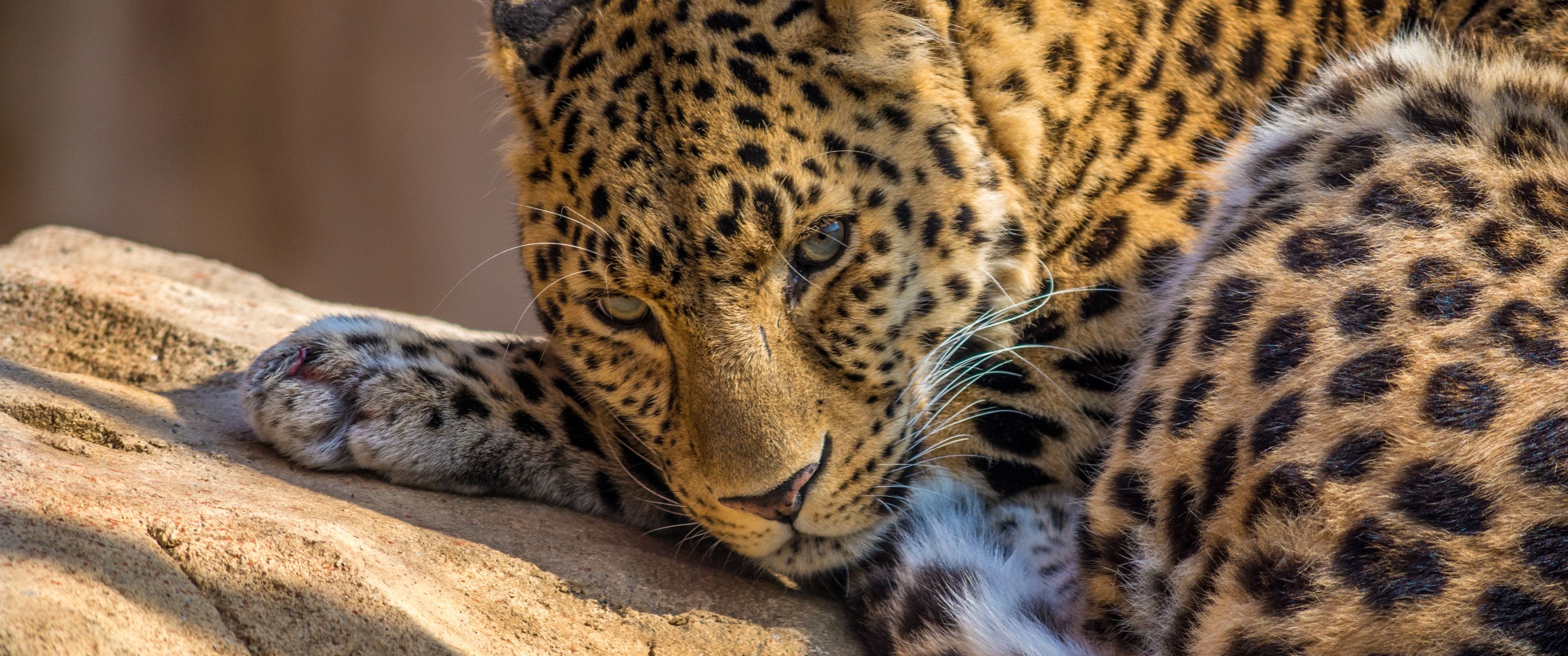 Leopard 4k Wallpapers - Wallpaper Cave