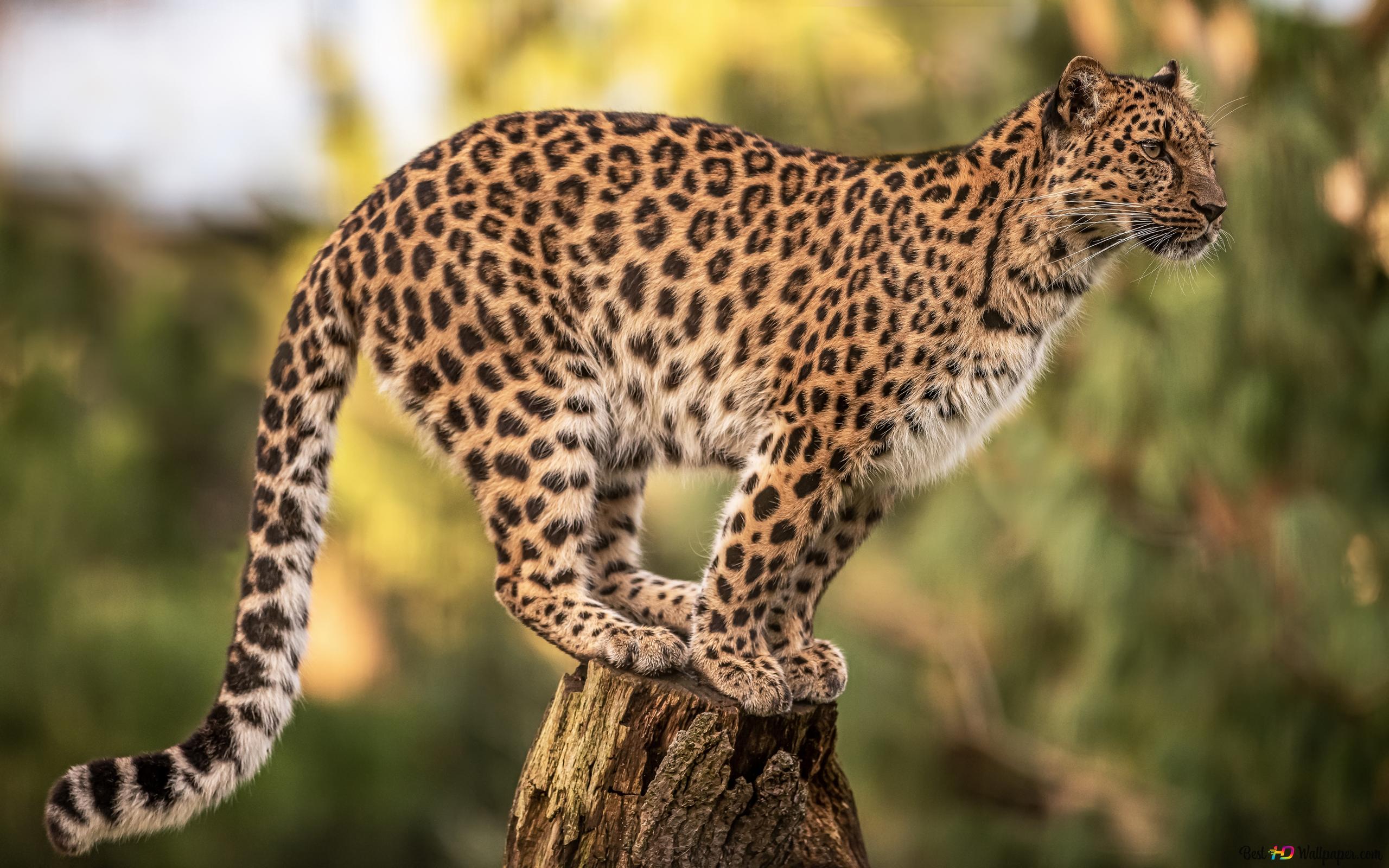 Leopard 4k Wallpapers - Wallpaper Cave