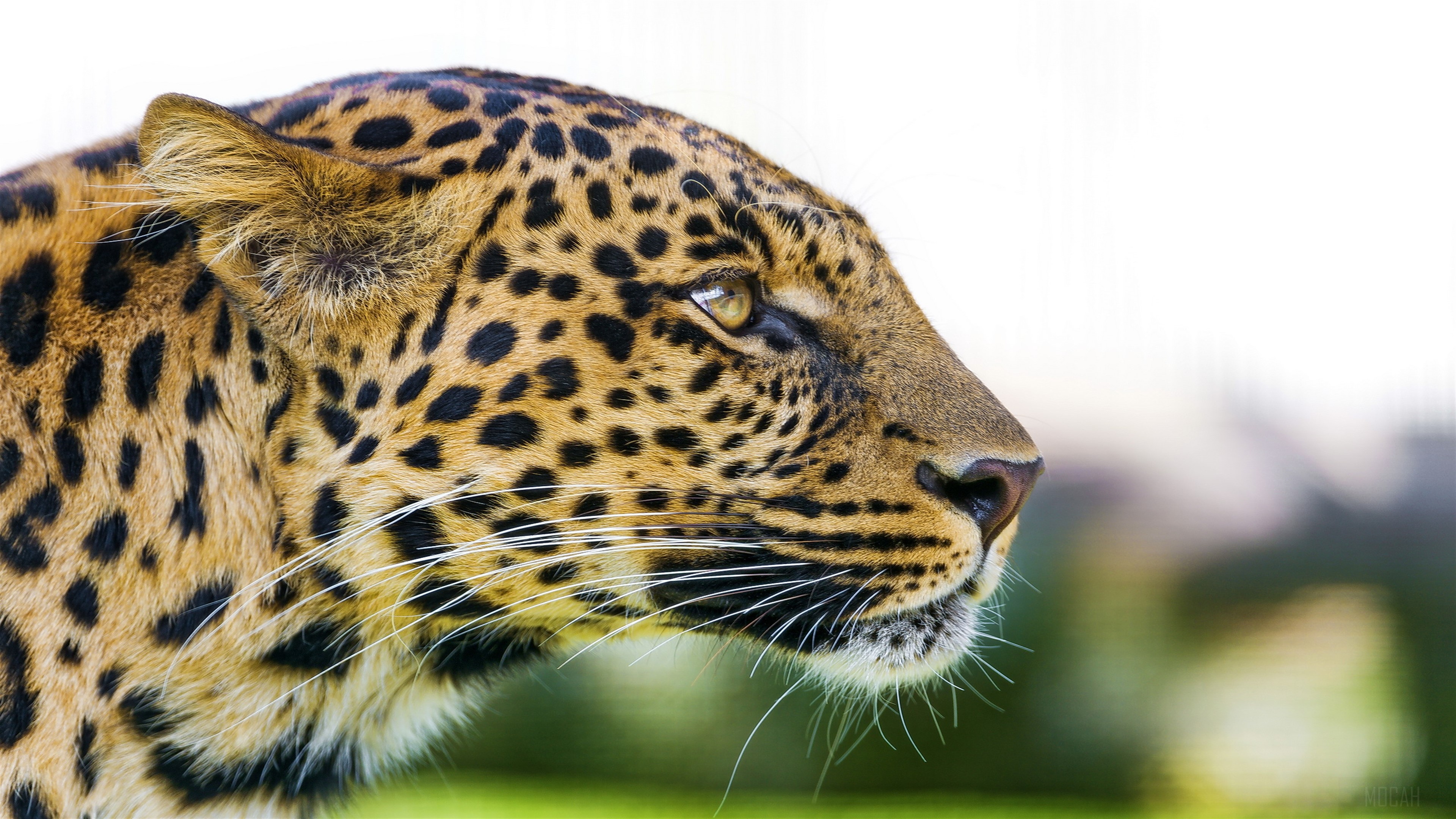 Leopard 4k Wallpapers - Wallpaper Cave