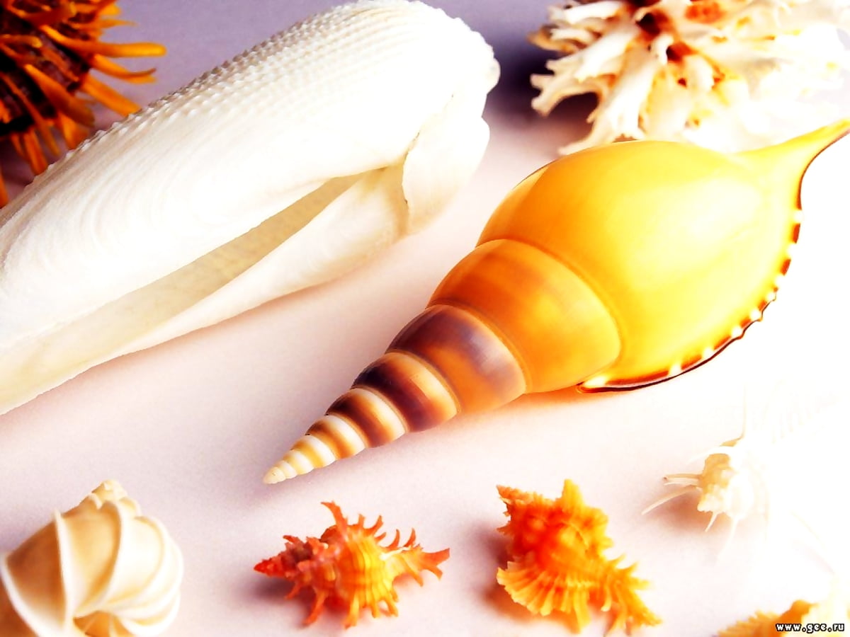 Shankh Wallpapers - Wallpaper Cave