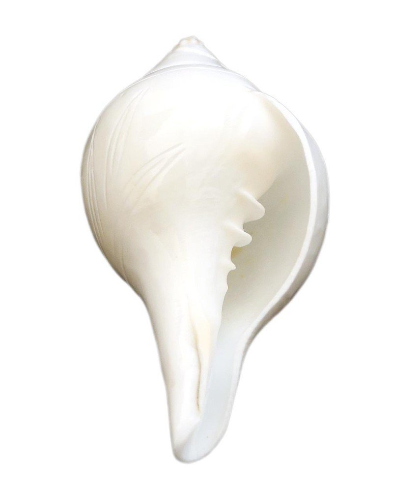 Shankh Wallpapers - Wallpaper Cave