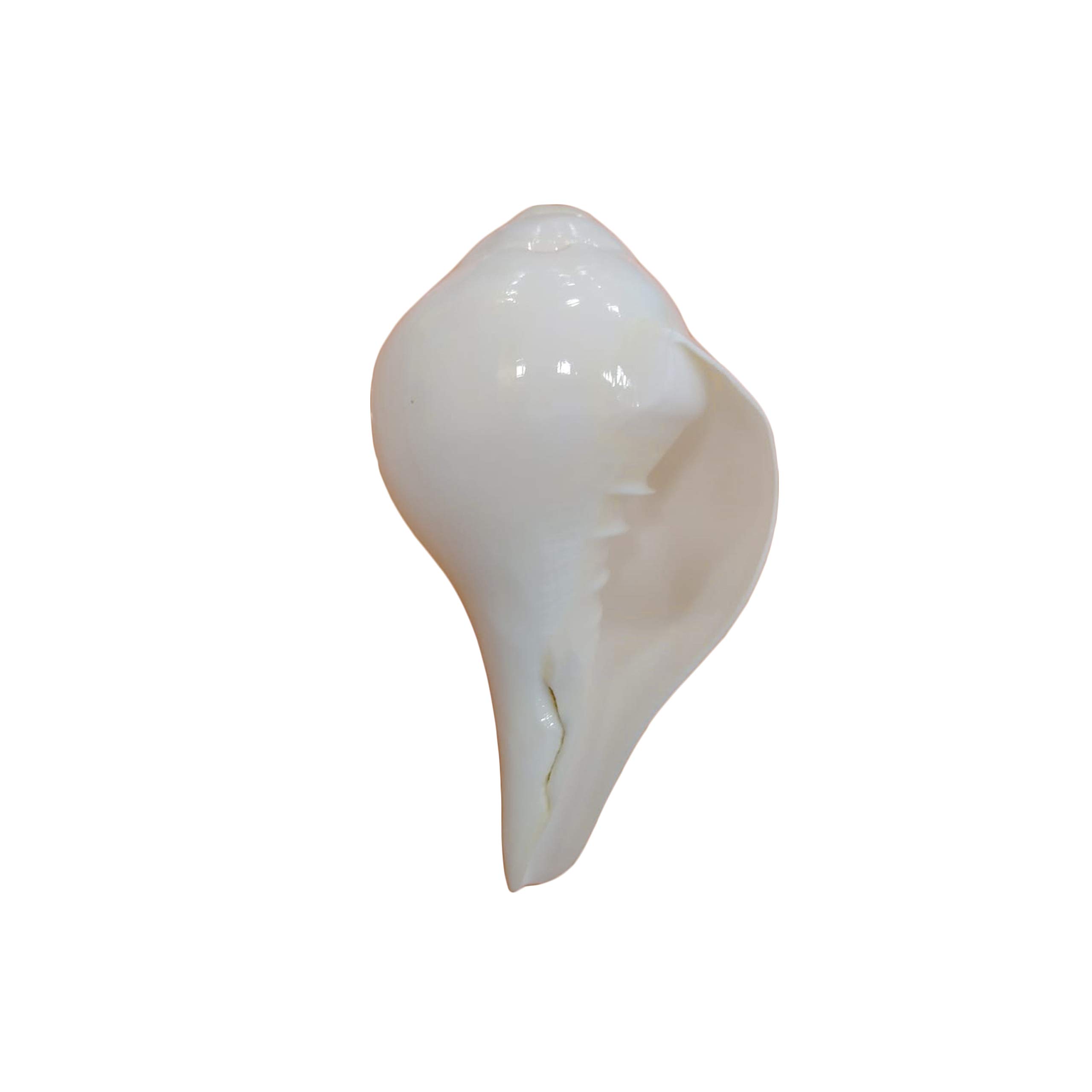 Shankh Wallpapers - Wallpaper Cave