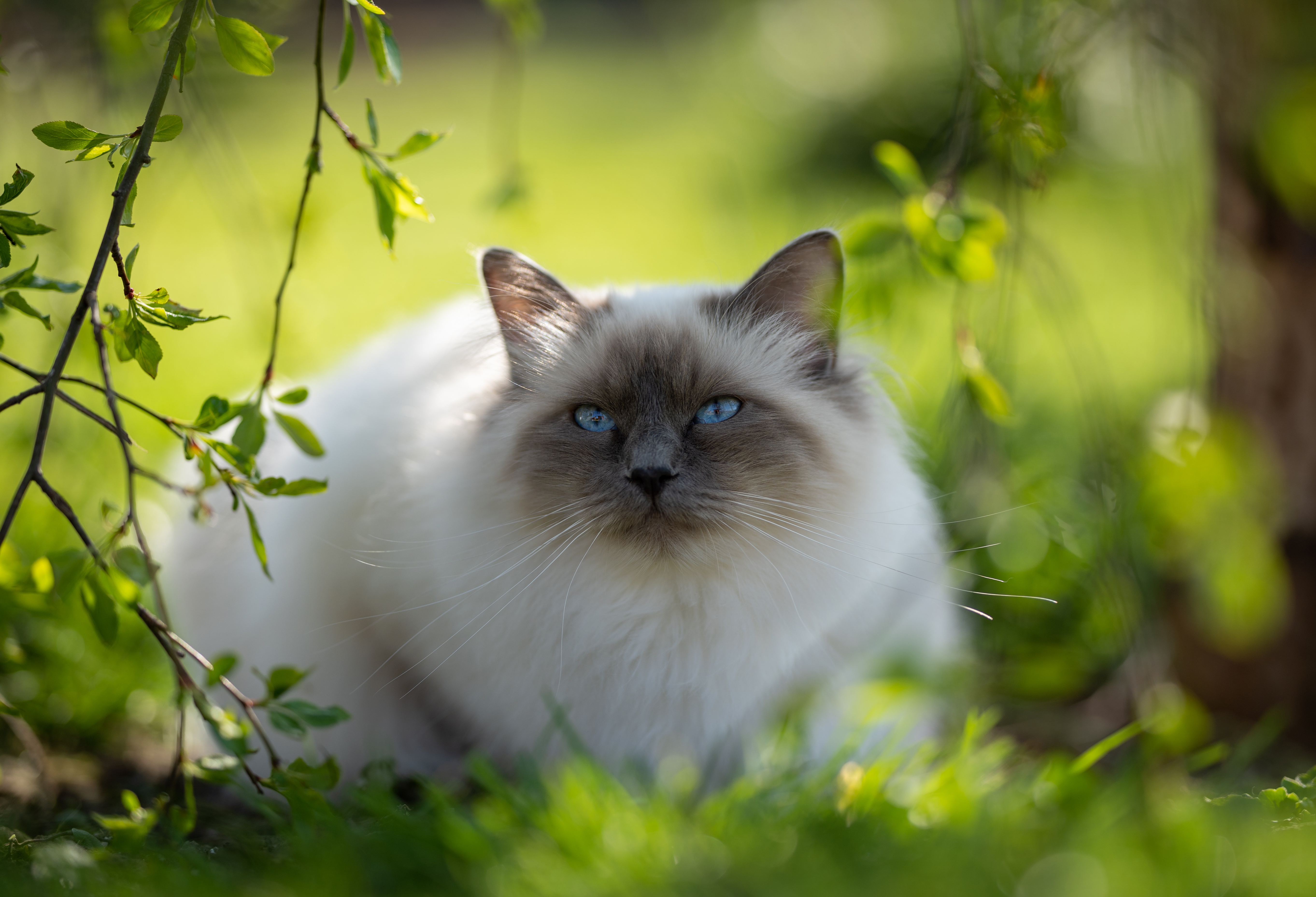 Ragdoll Kittens Wallpapers - Wallpaper Cave