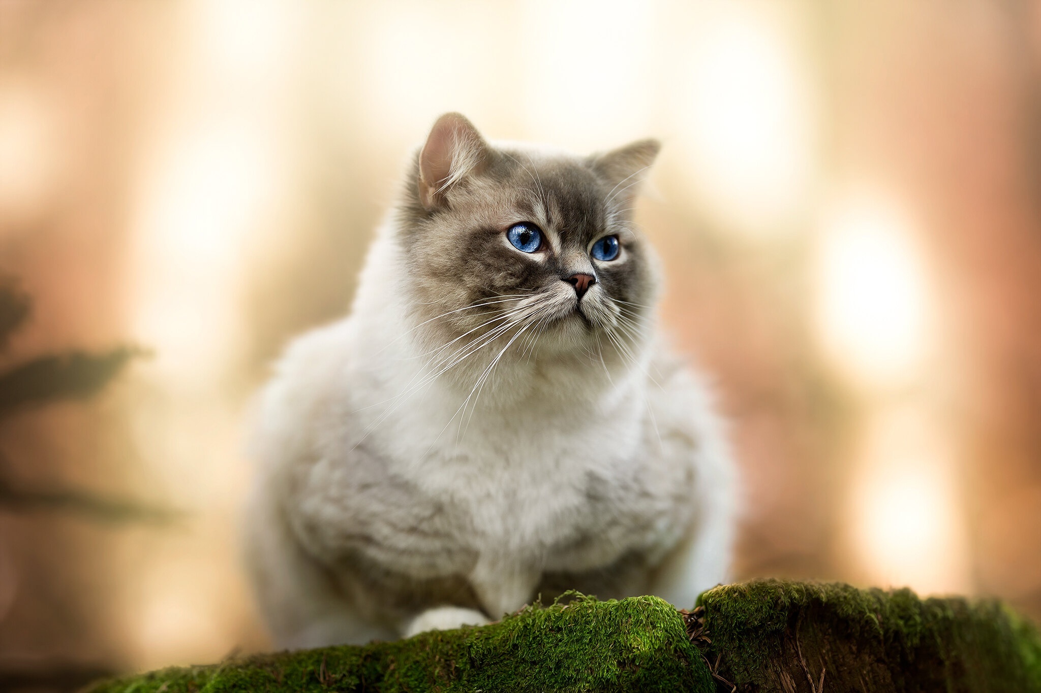 Ragdoll Kittens Wallpapers - Wallpaper Cave