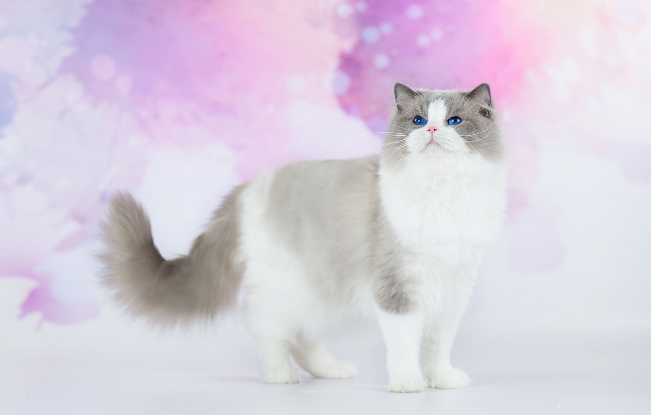 Ragdoll Kittens Wallpapers - Wallpaper Cave