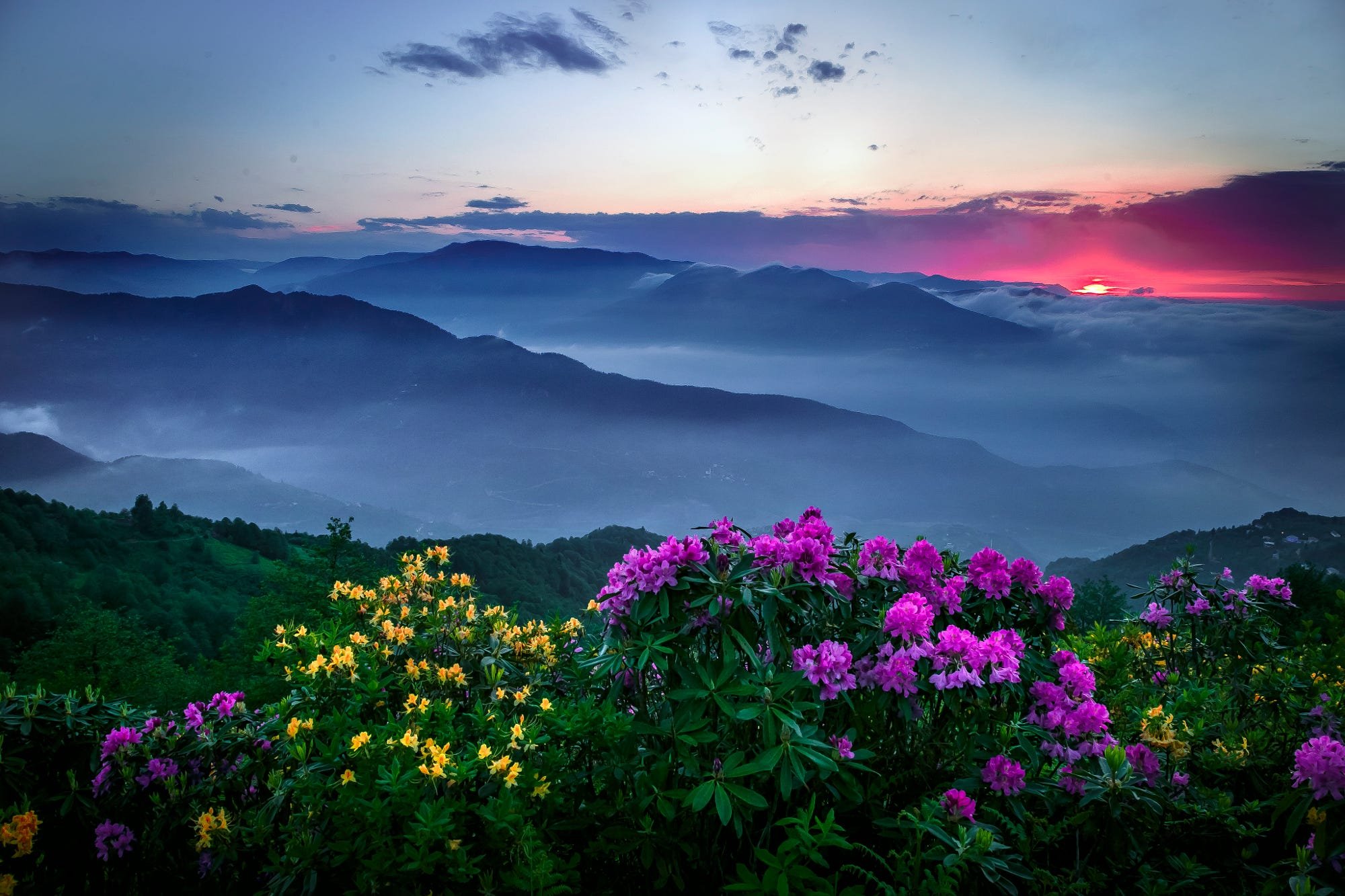 Pink Flower With Mountain Wallpapers - Wallpaper Cave