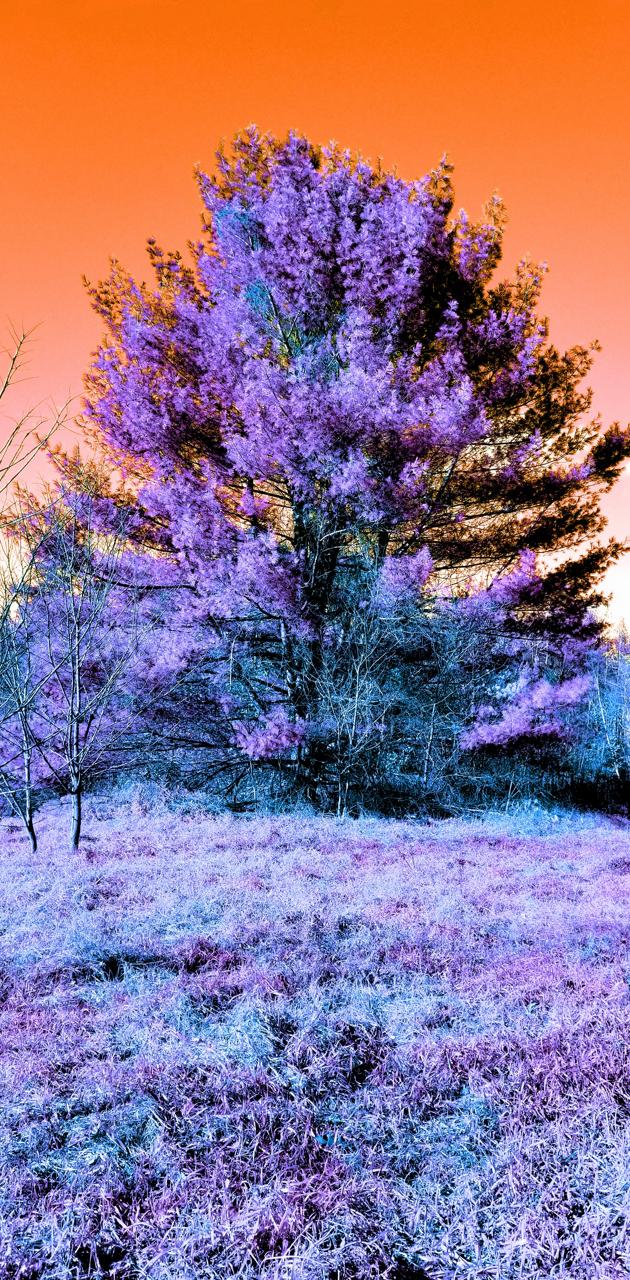 Magic Spring Tree Wallpapers - Wallpaper Cave