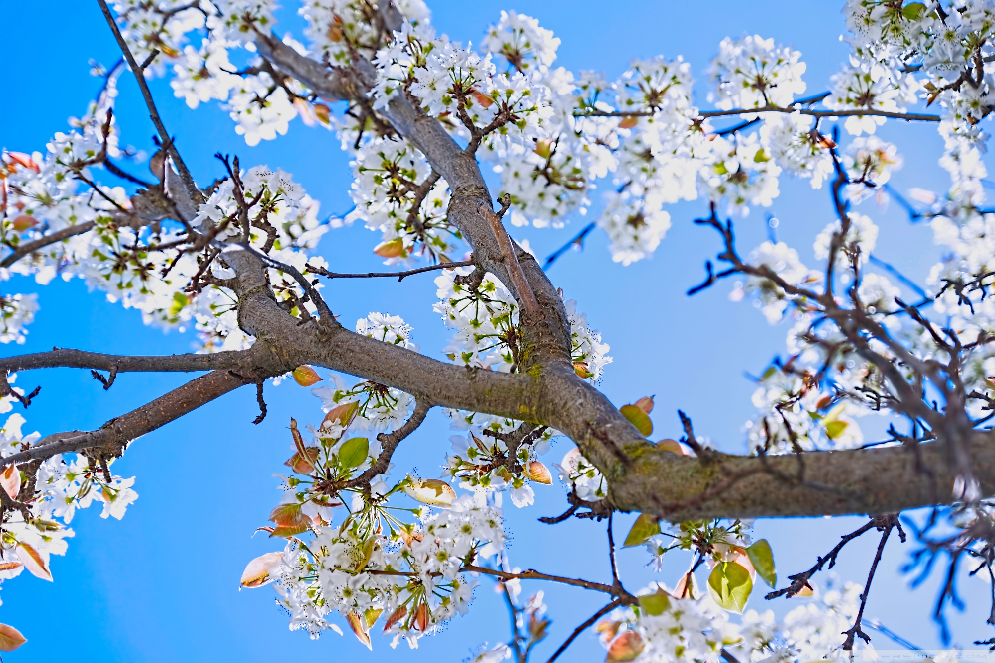Magic Spring Tree Wallpapers - Wallpaper Cave