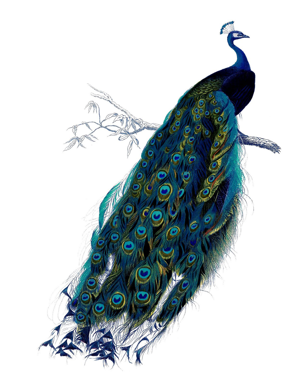 Peacock Art Wallpapers - Wallpaper Cave