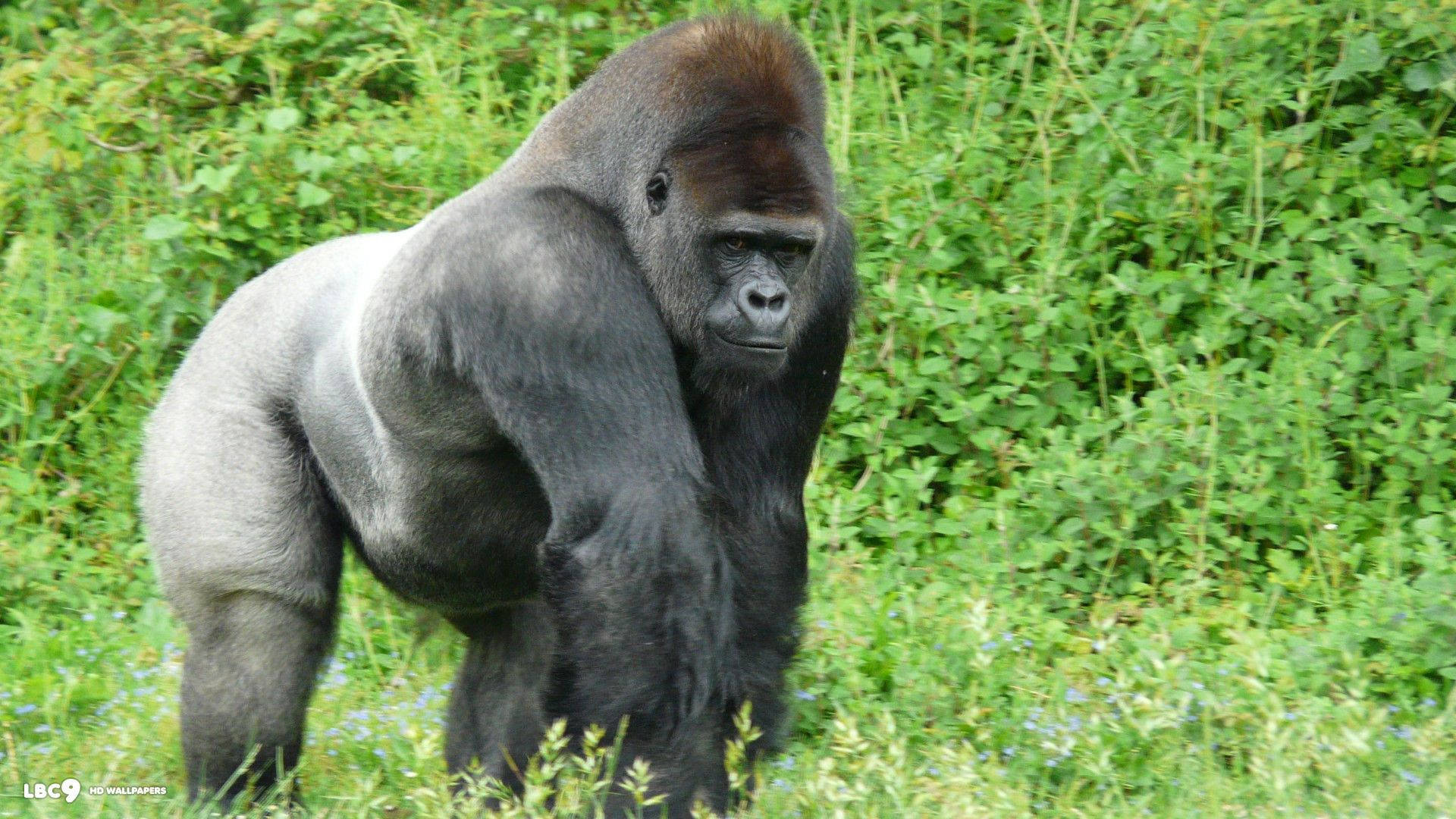 Silverback Gorilla Wallpapers - Wallpaper Cave
