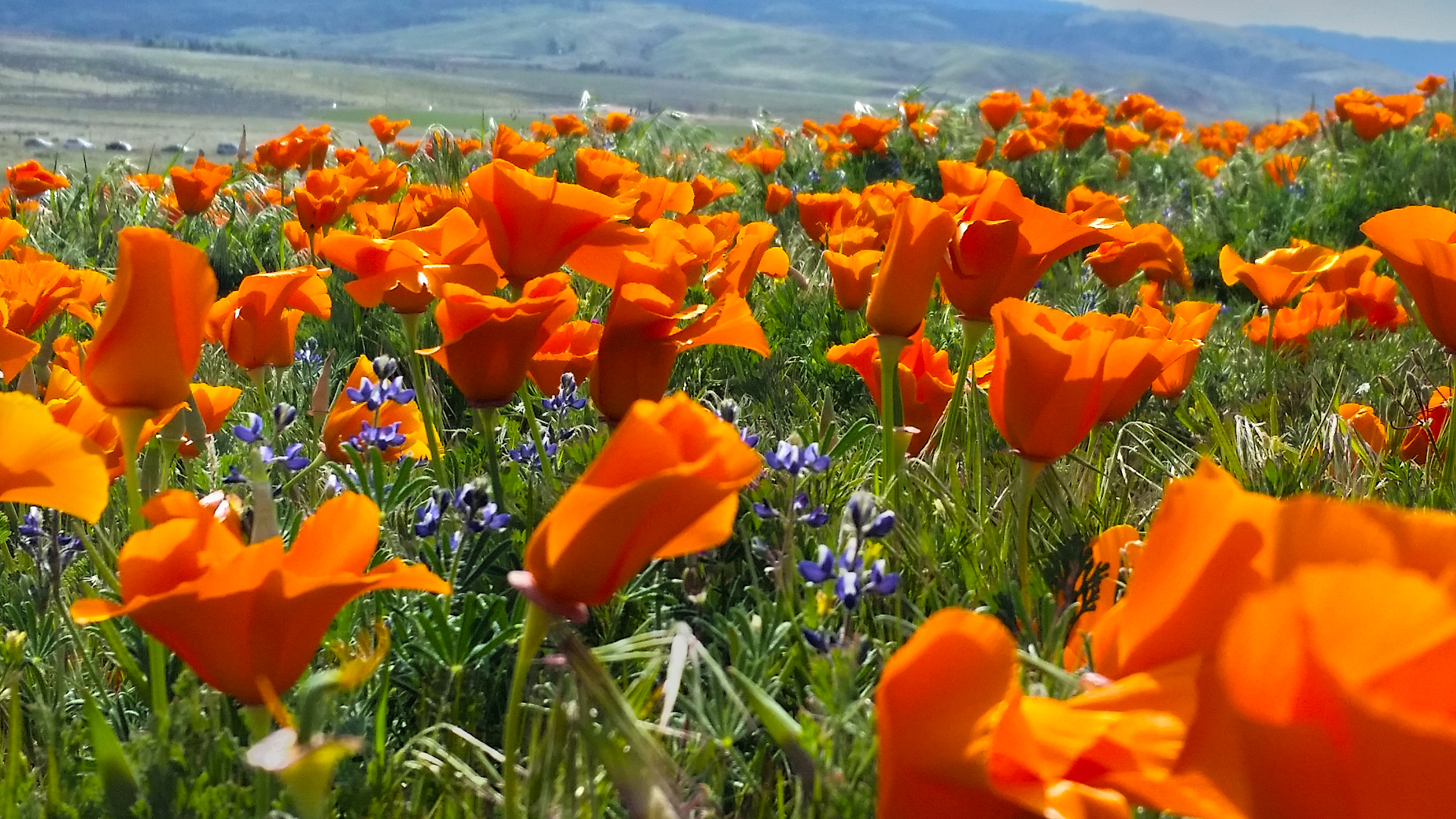 California Poppy Wallpapers - Wallpaper Cave