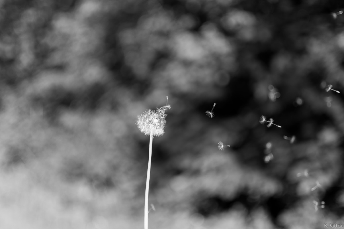 Black And White Spring Time Wallpapers - Wallpaper Cave