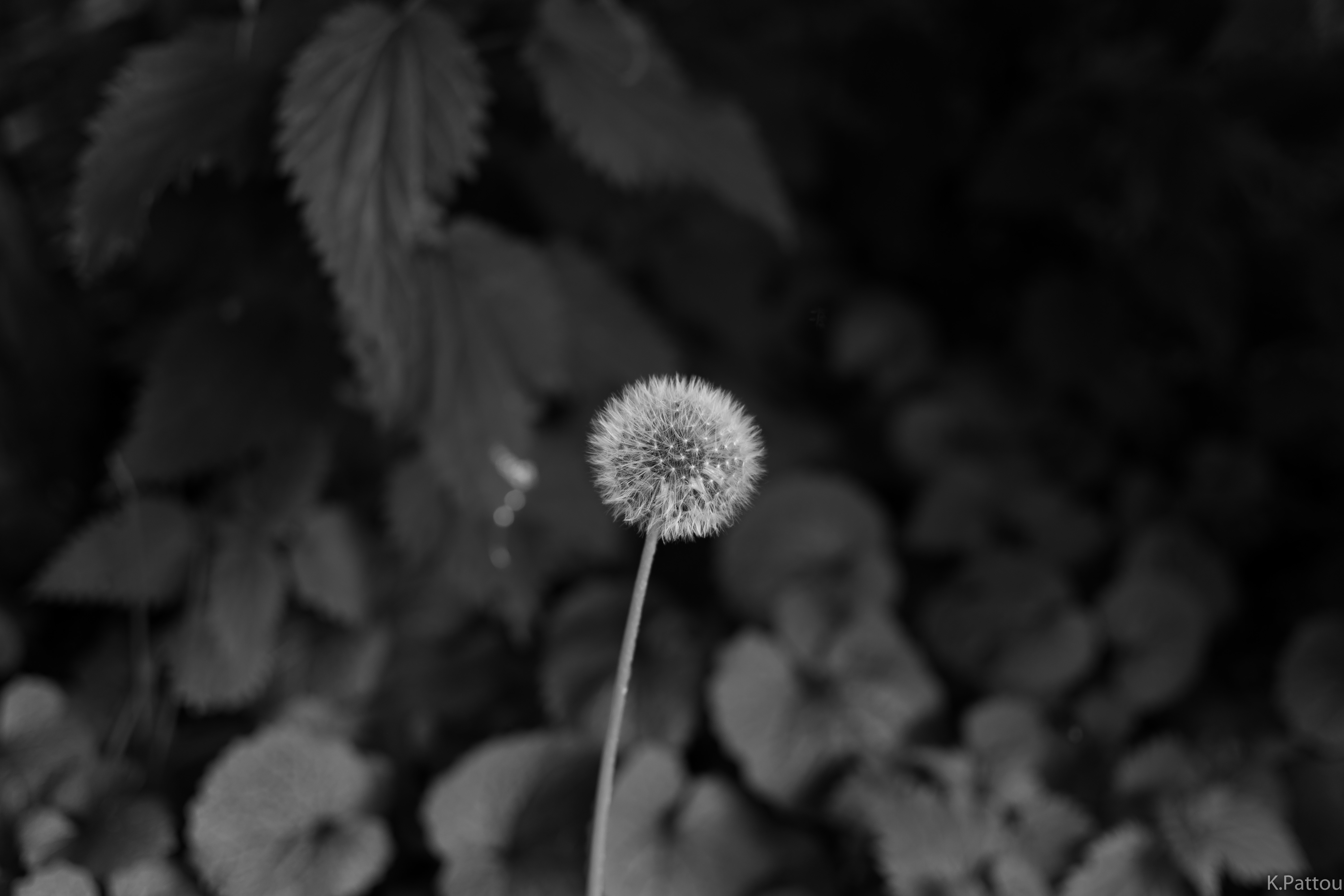 Black And White Spring Time Wallpapers - Wallpaper Cave