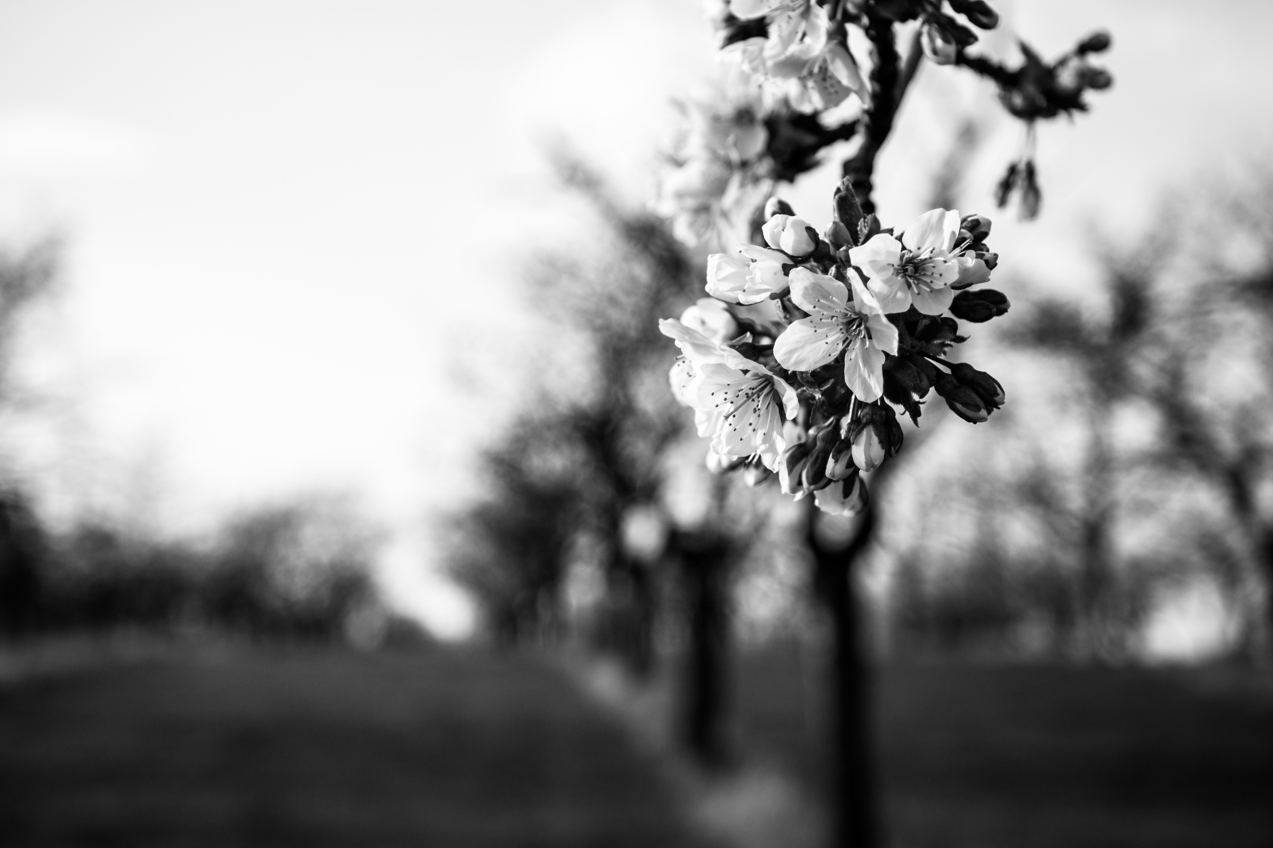 Black And White Spring Time Wallpapers - Wallpaper Cave