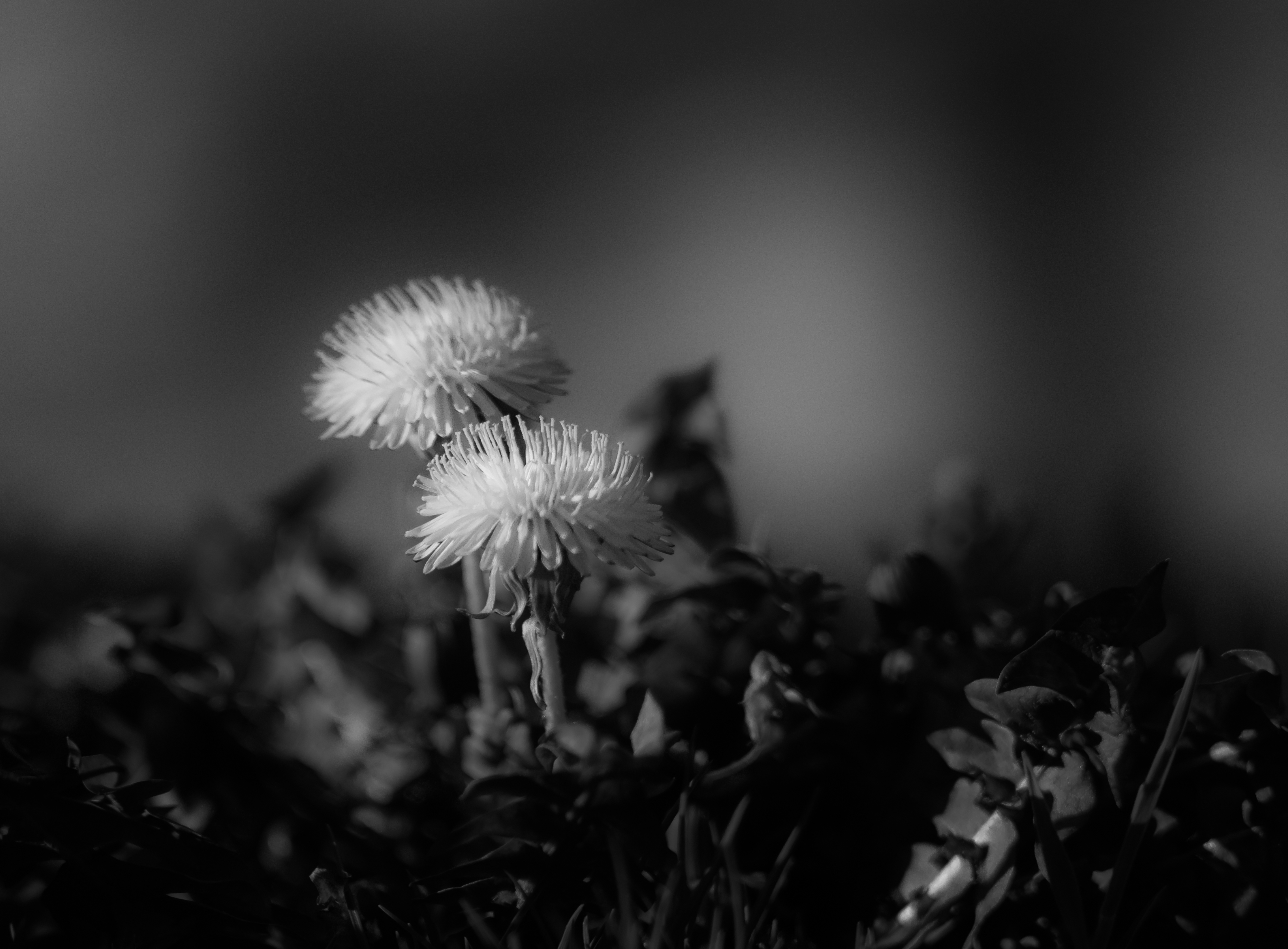 Black And White Spring Time Wallpapers - Wallpaper Cave