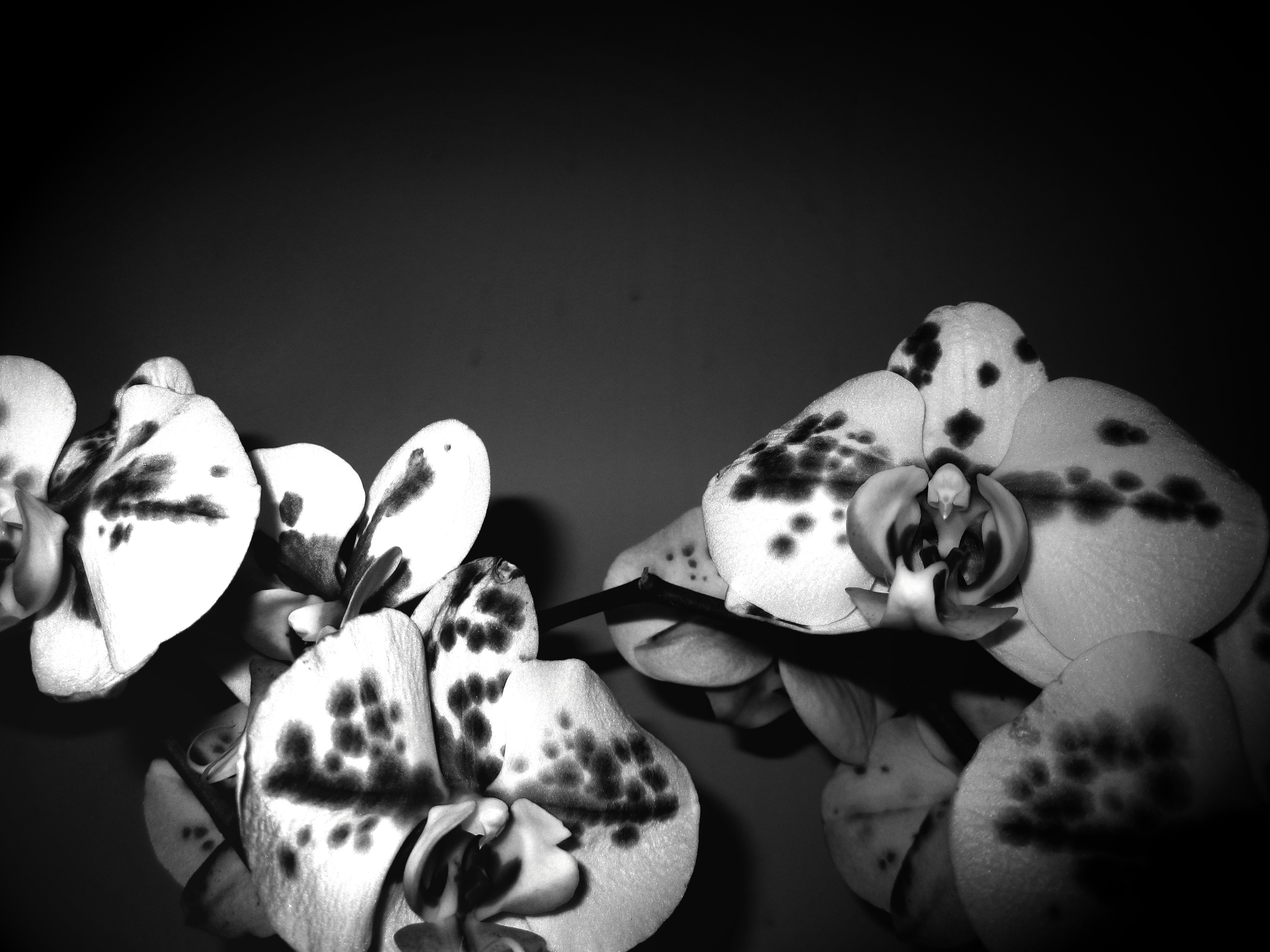 Black And White Spring Time Wallpapers - Wallpaper Cave