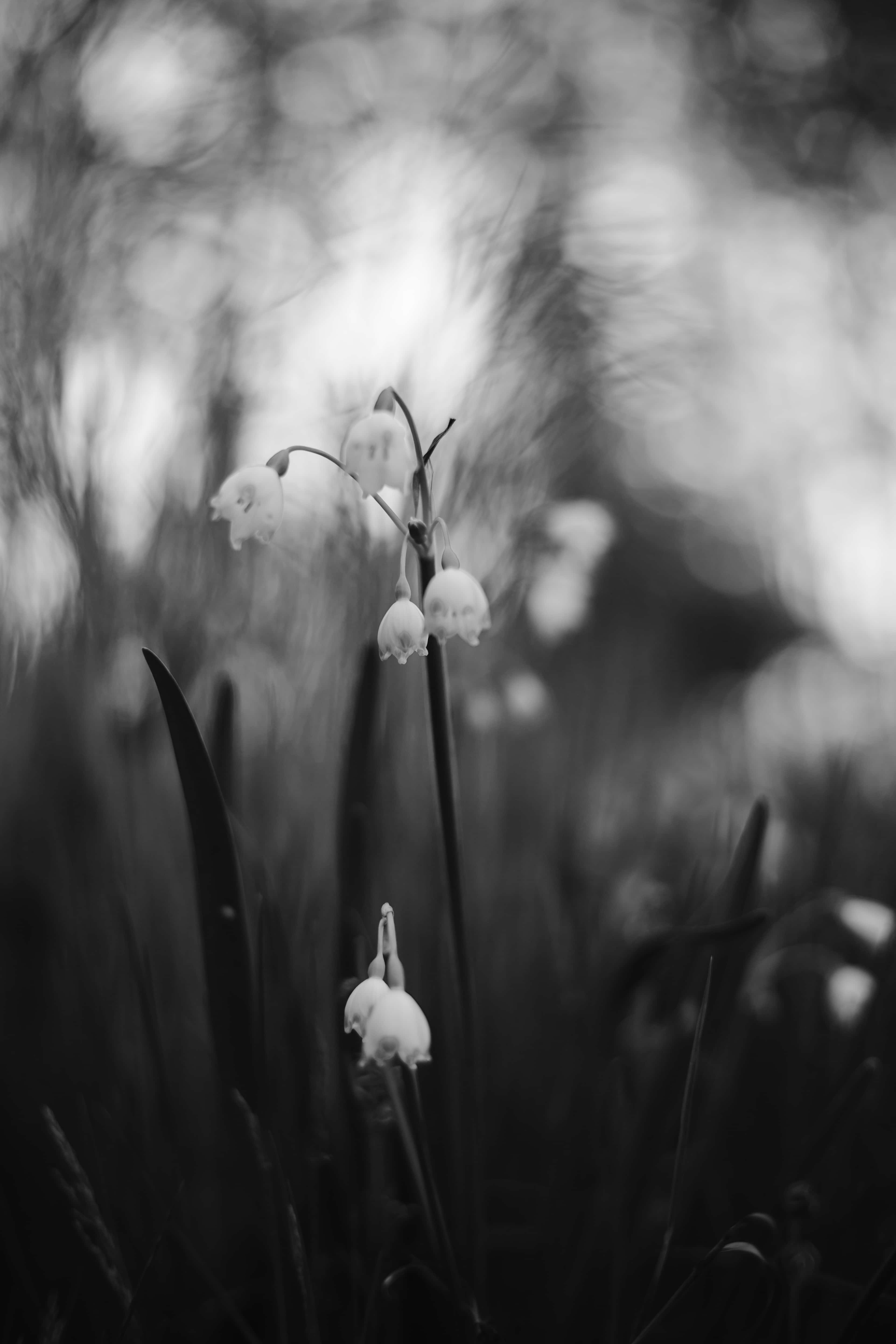 Black And White Spring Time Wallpapers - Wallpaper Cave